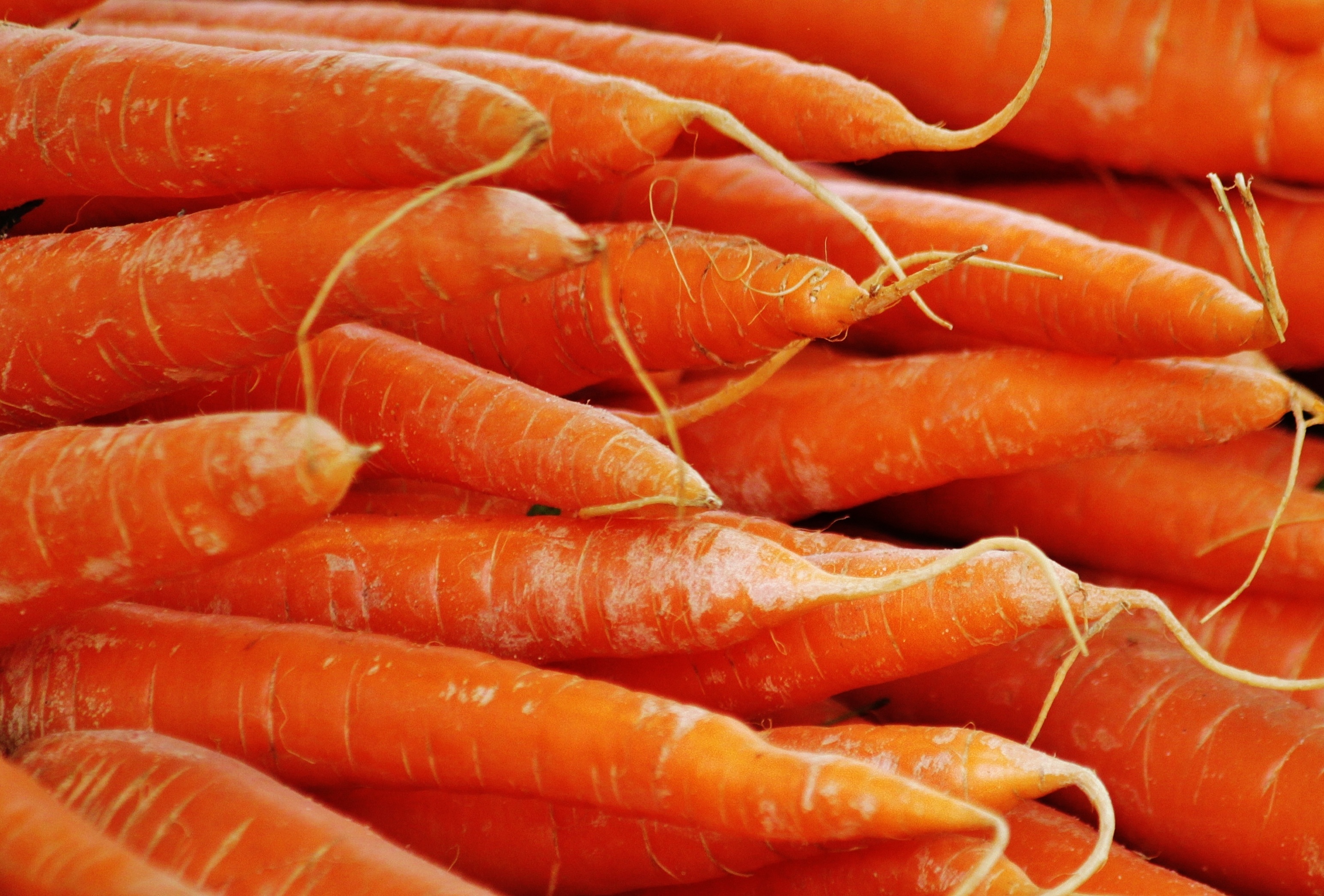 Delicious organic carrots free image download