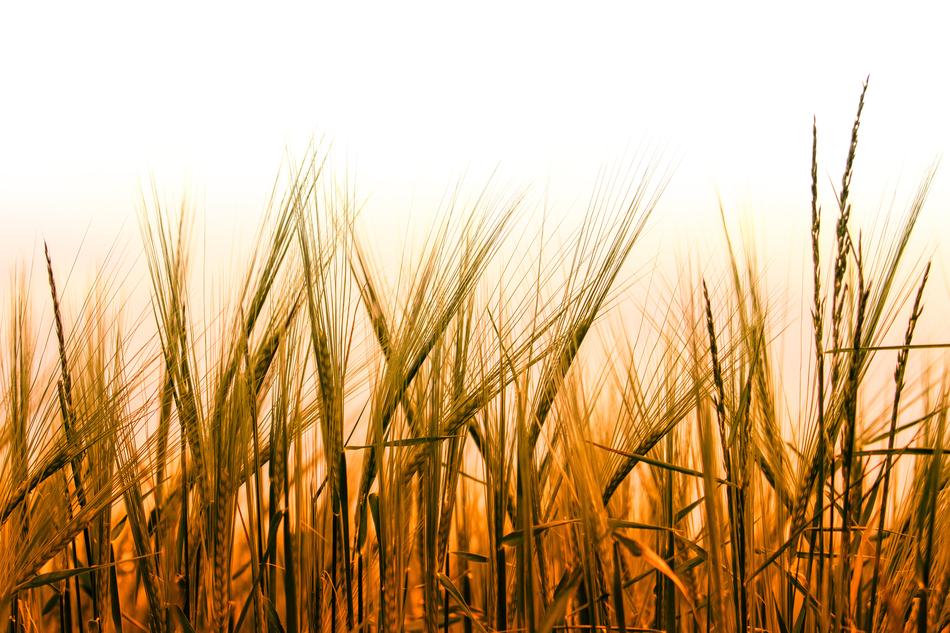 Sun Cereals Field free image download