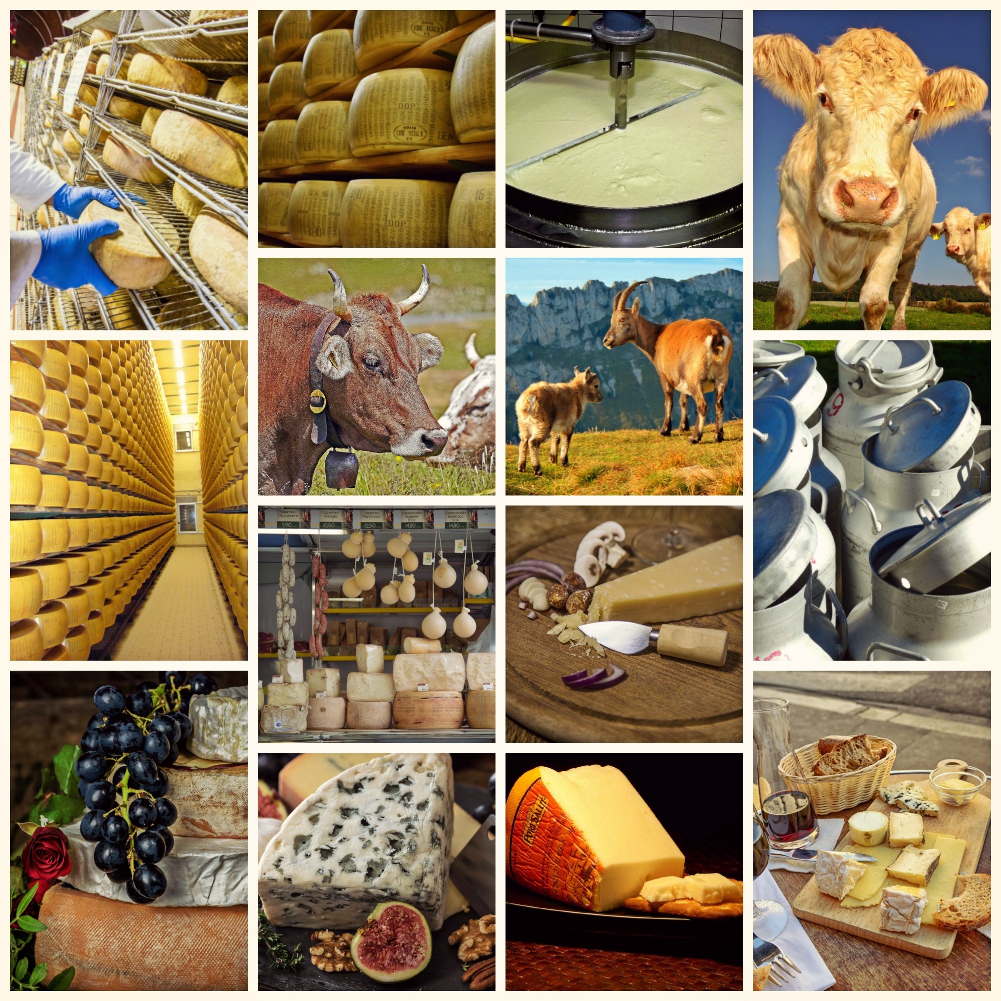 Collage of cheese milk product food free image download