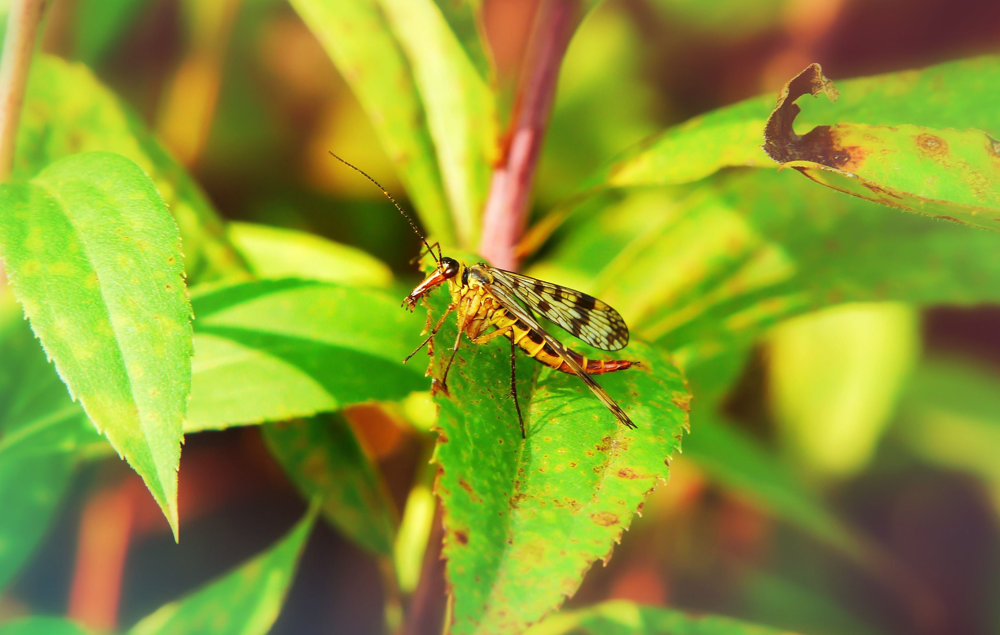 Insect with spotted wings on a green plant free image download