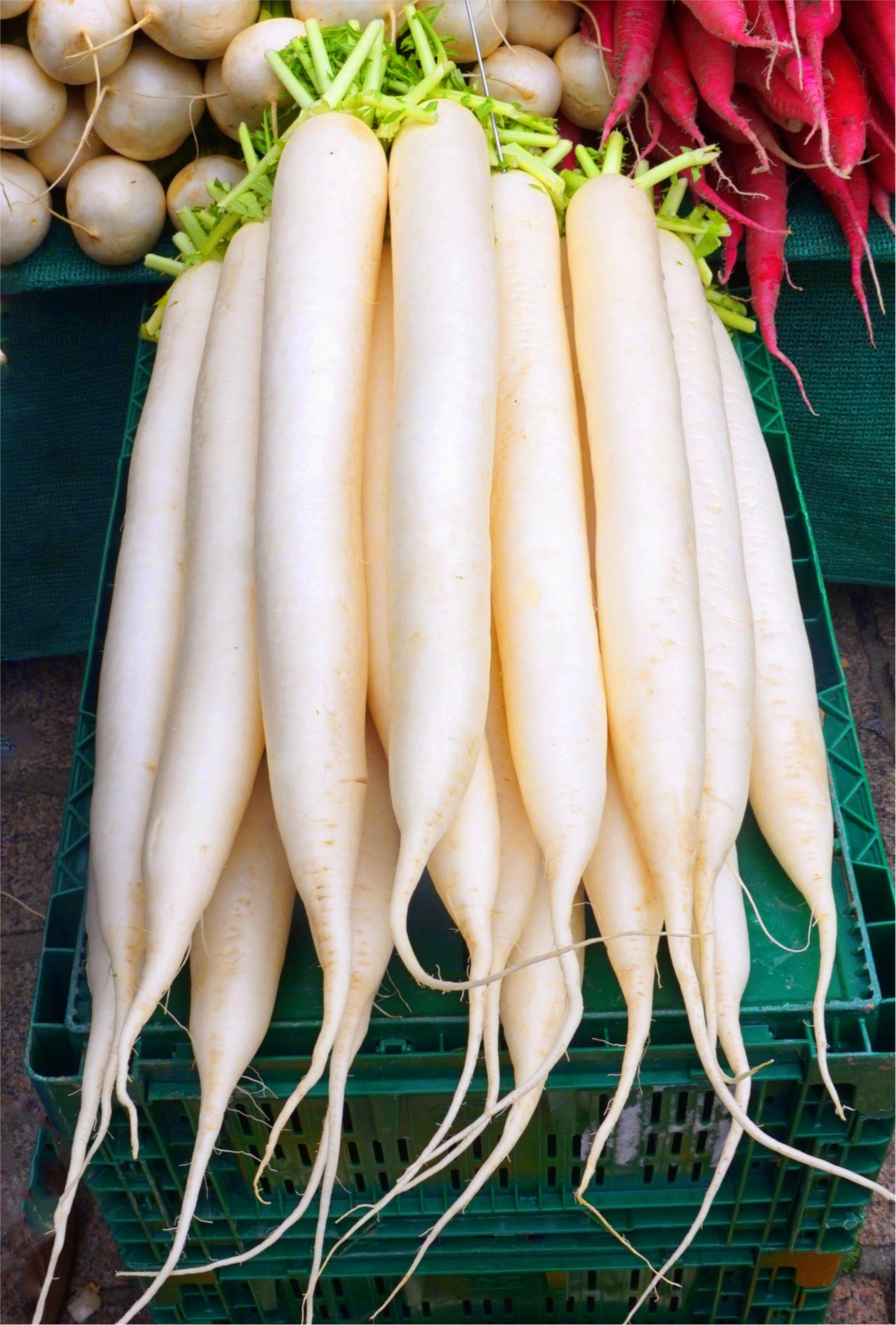 Close-up of the beautiful radish among the other colorful vegetables at ...