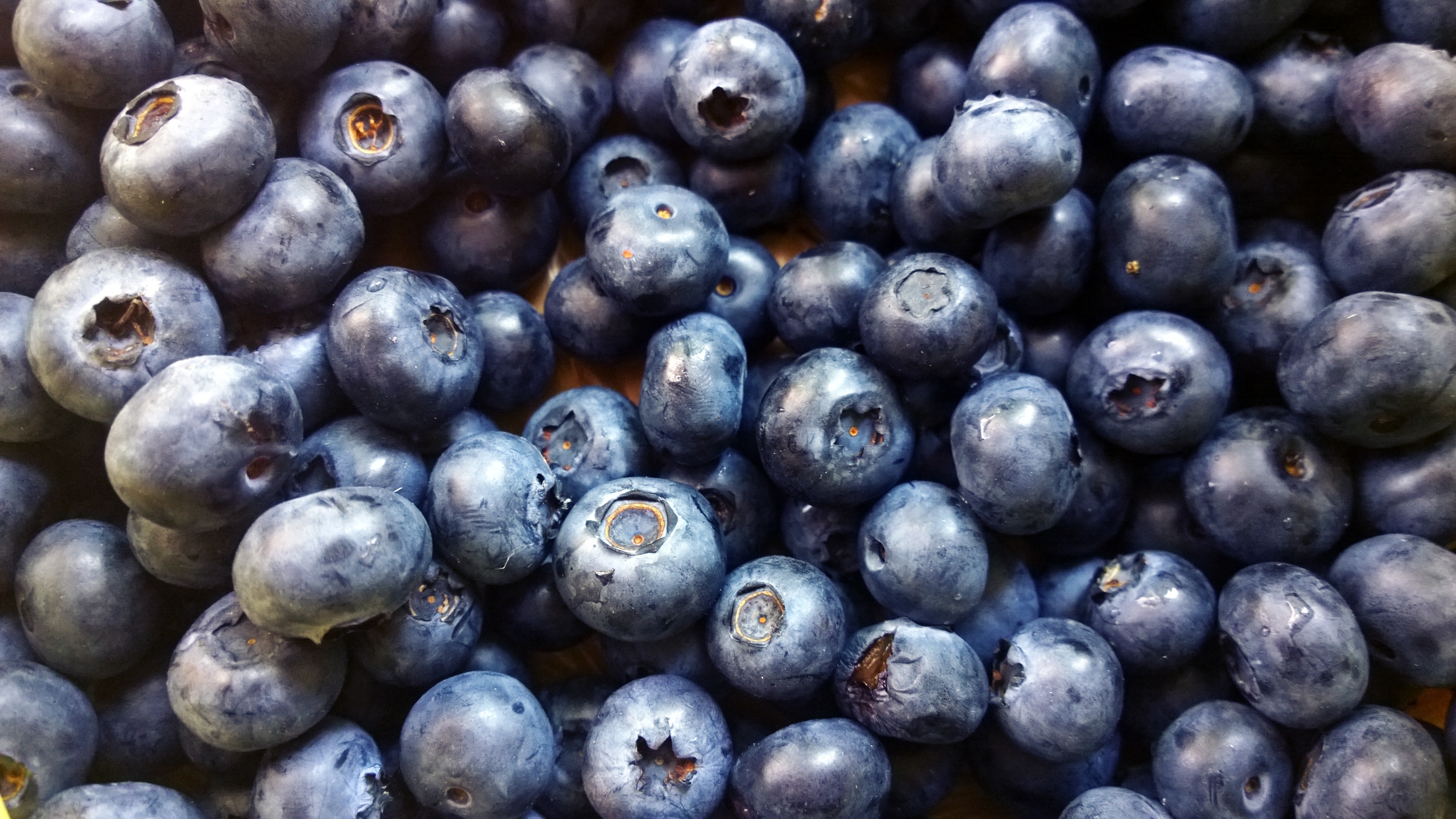 Fresh blueberries close-up free image download