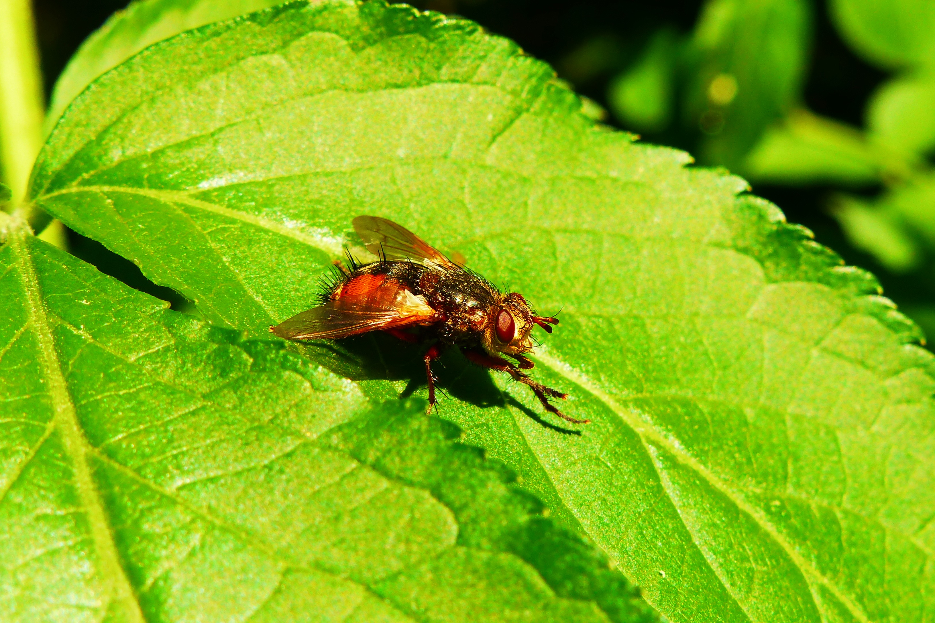 Animals Invertebrates Insect At free image download