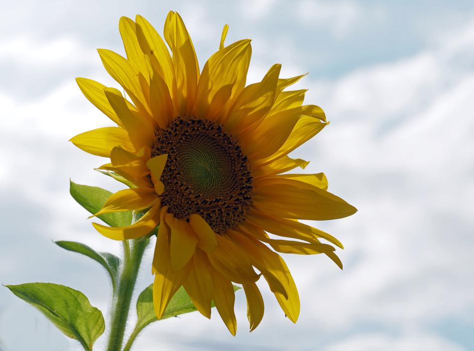 Sunflower Helianthos and Sky free image download