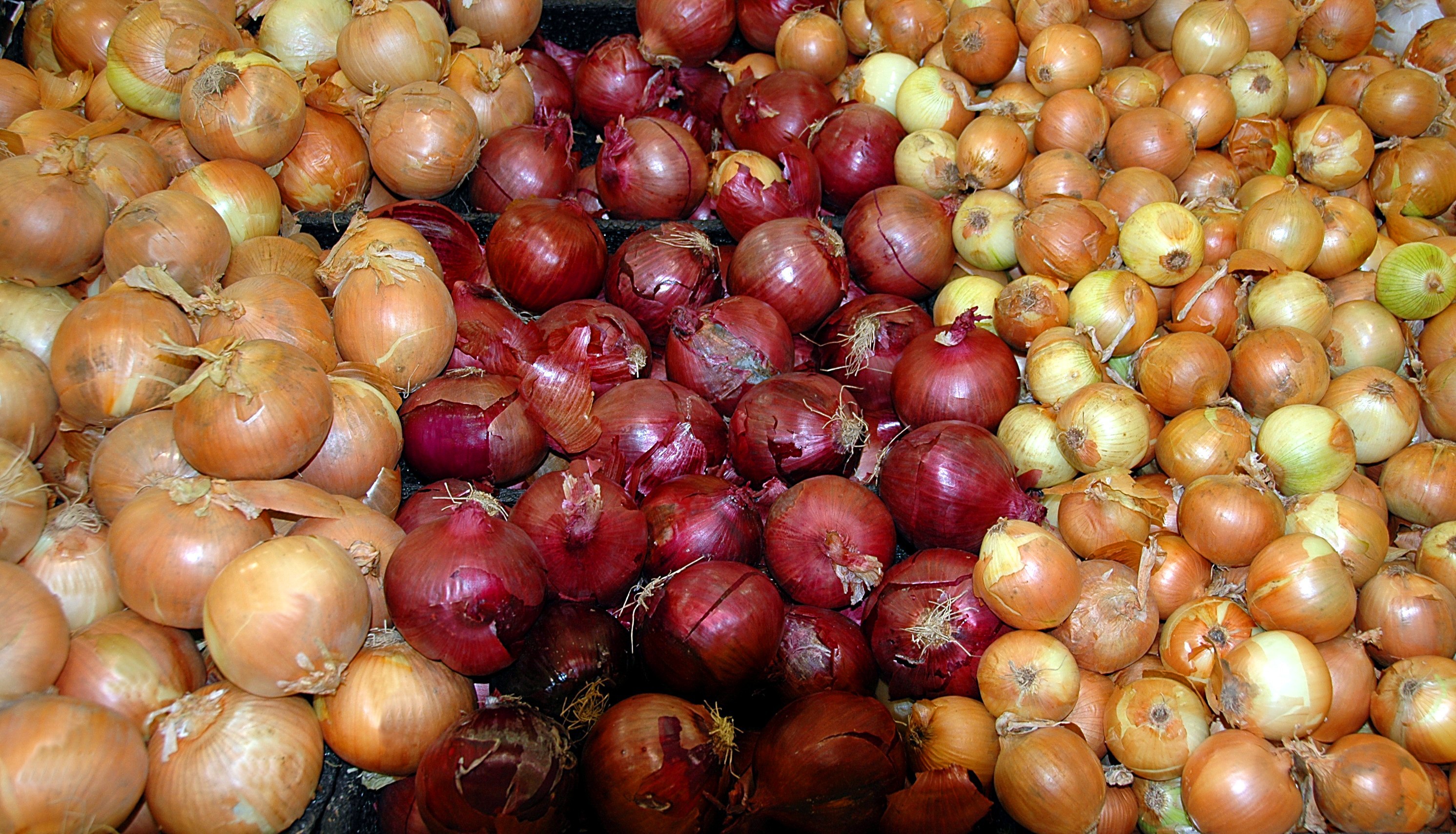 Onions Background Market free image download