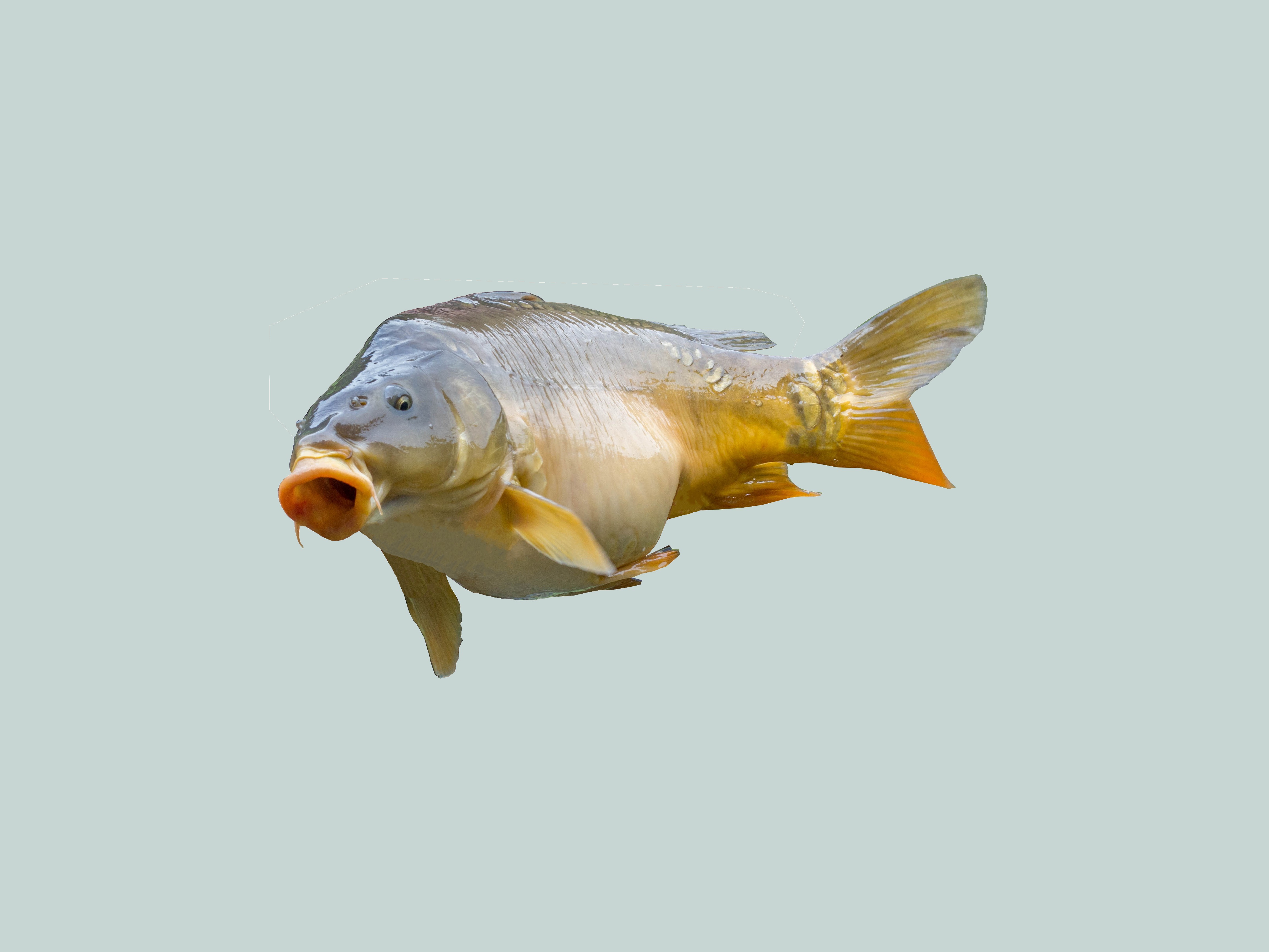 Carp Fish Angler free image download