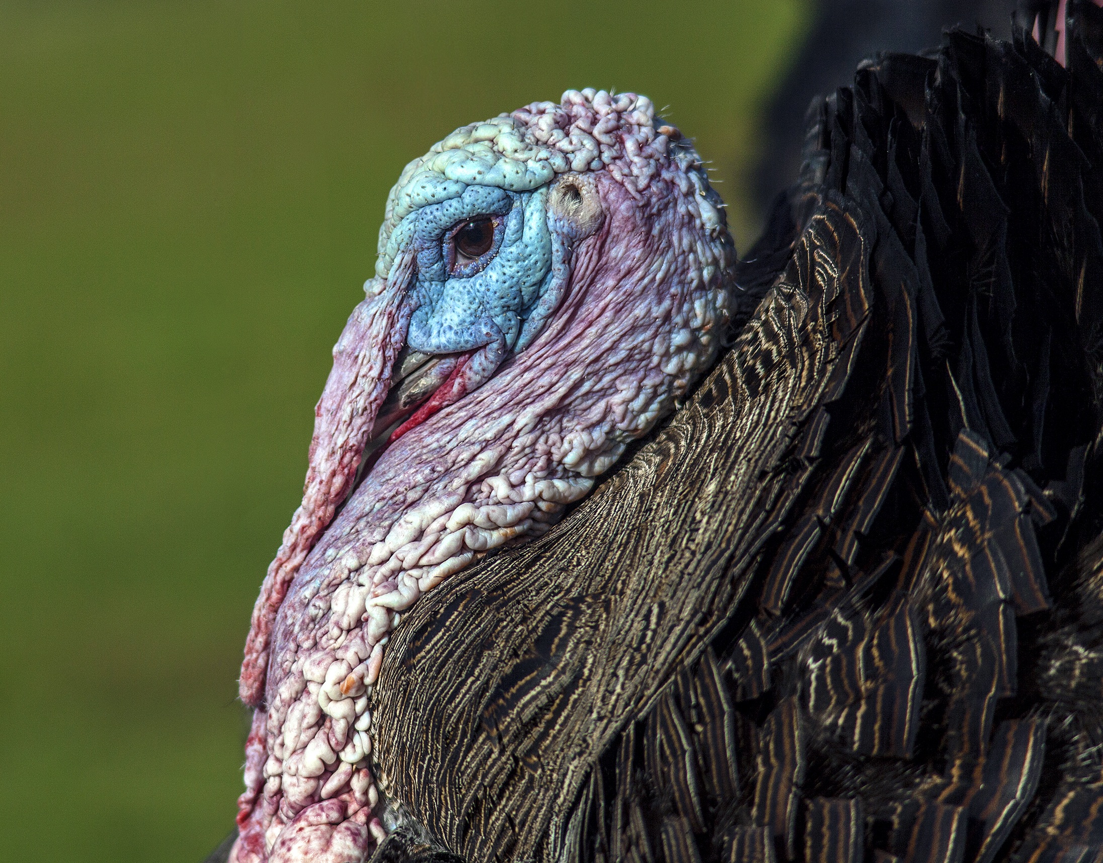 Turkey Animal Bird free image download