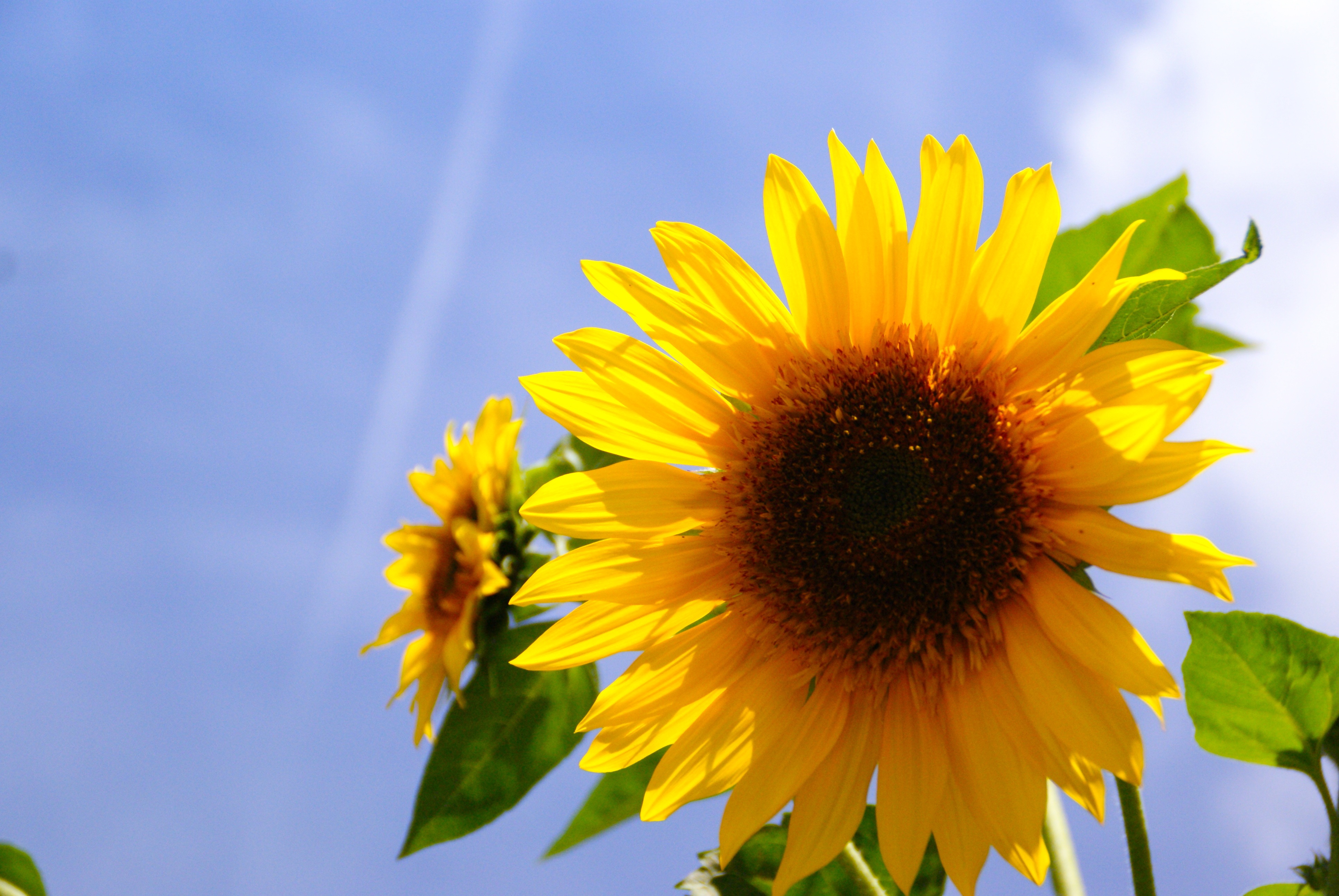 Sunflower at Sunlight at Sky free image download
