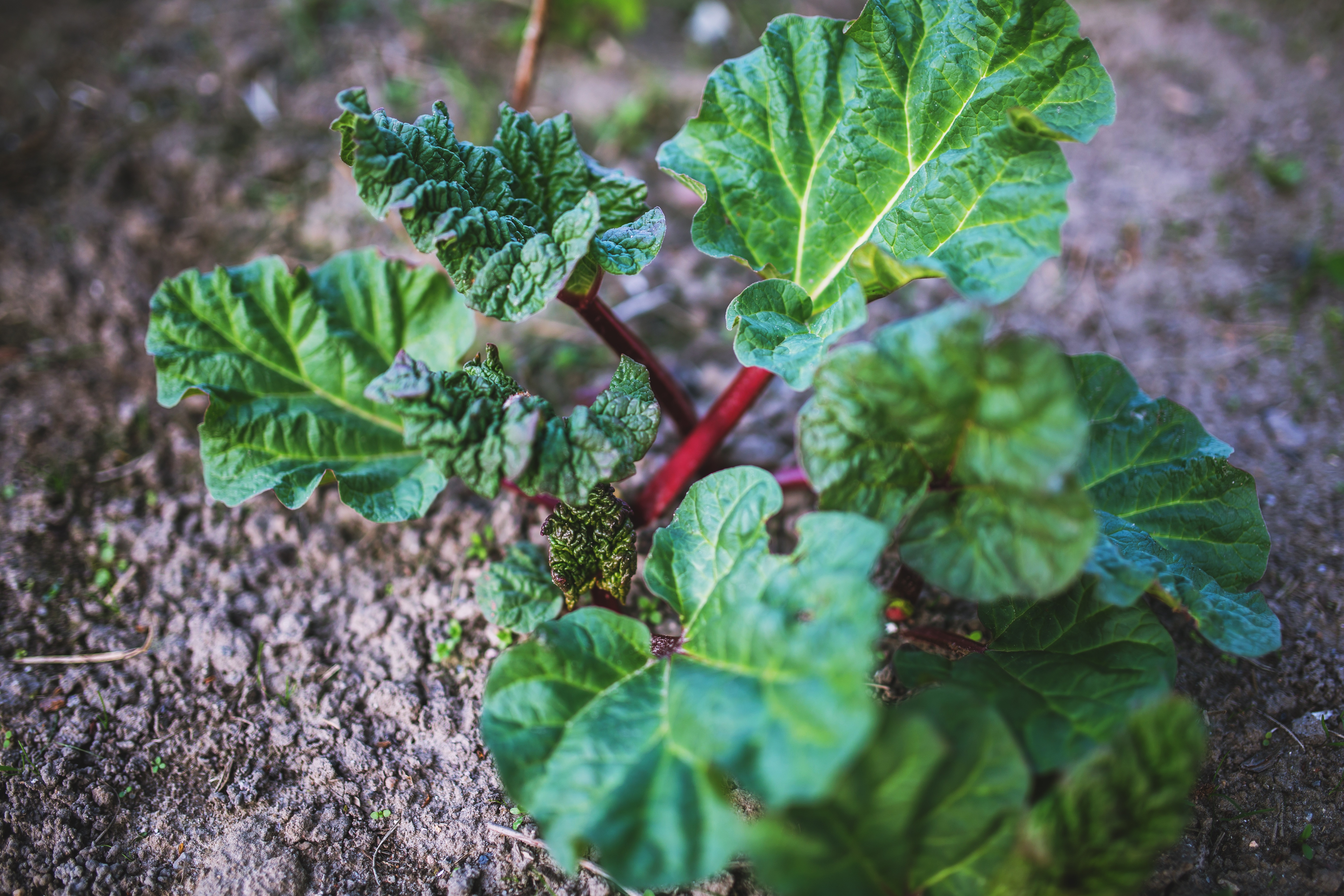 Rheum Young Plant free image download