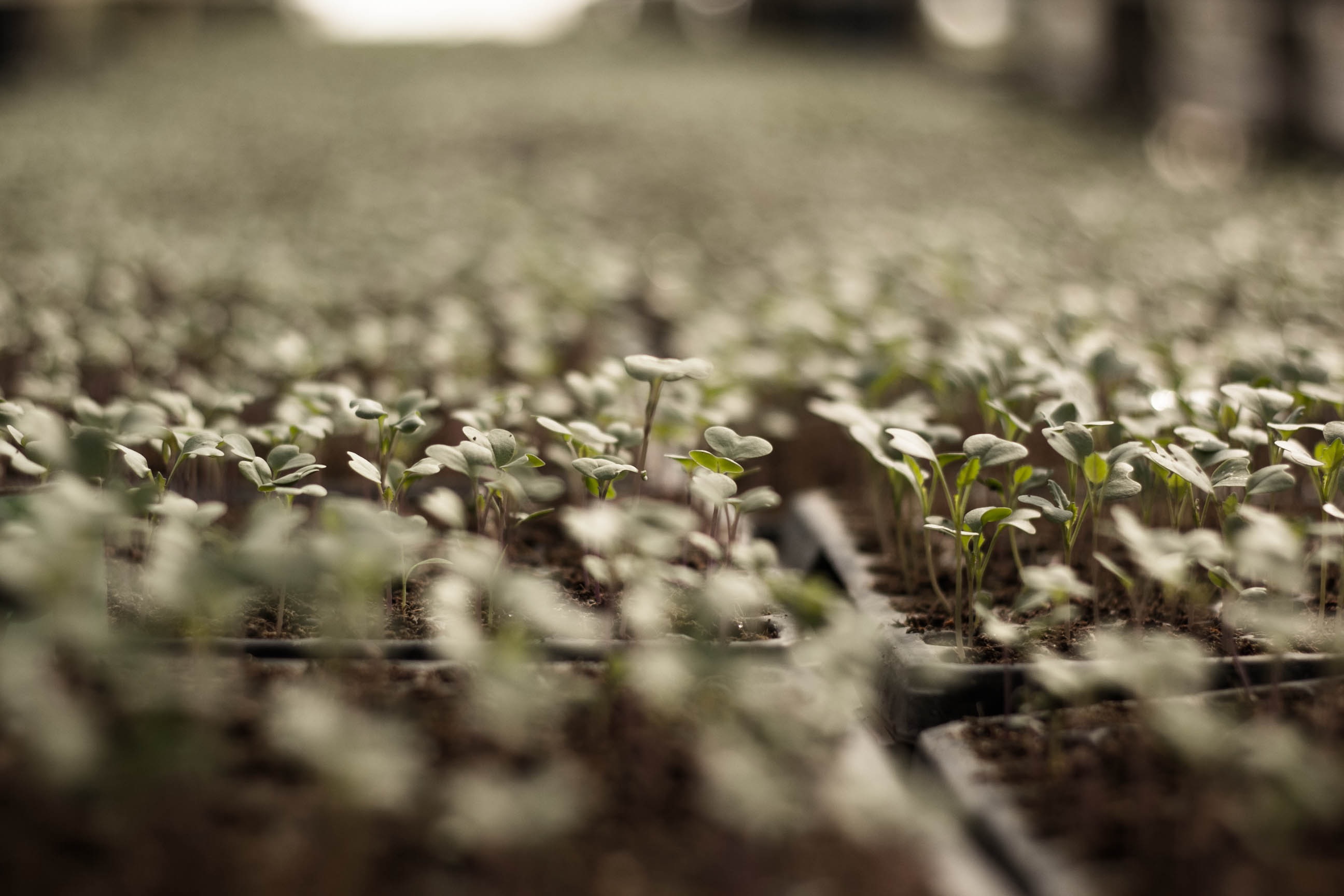 Green plant pods in the garden free image download