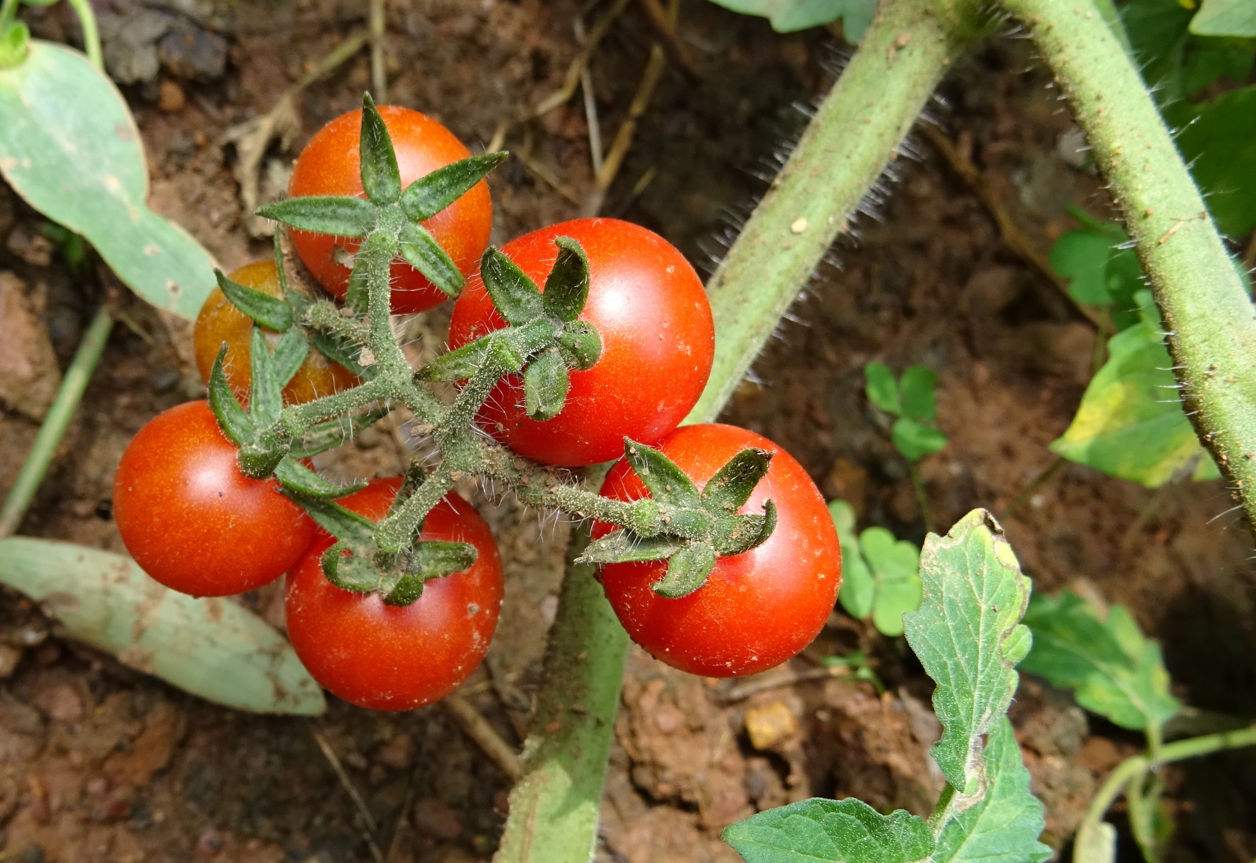 Five tomatoes on a branch free image download