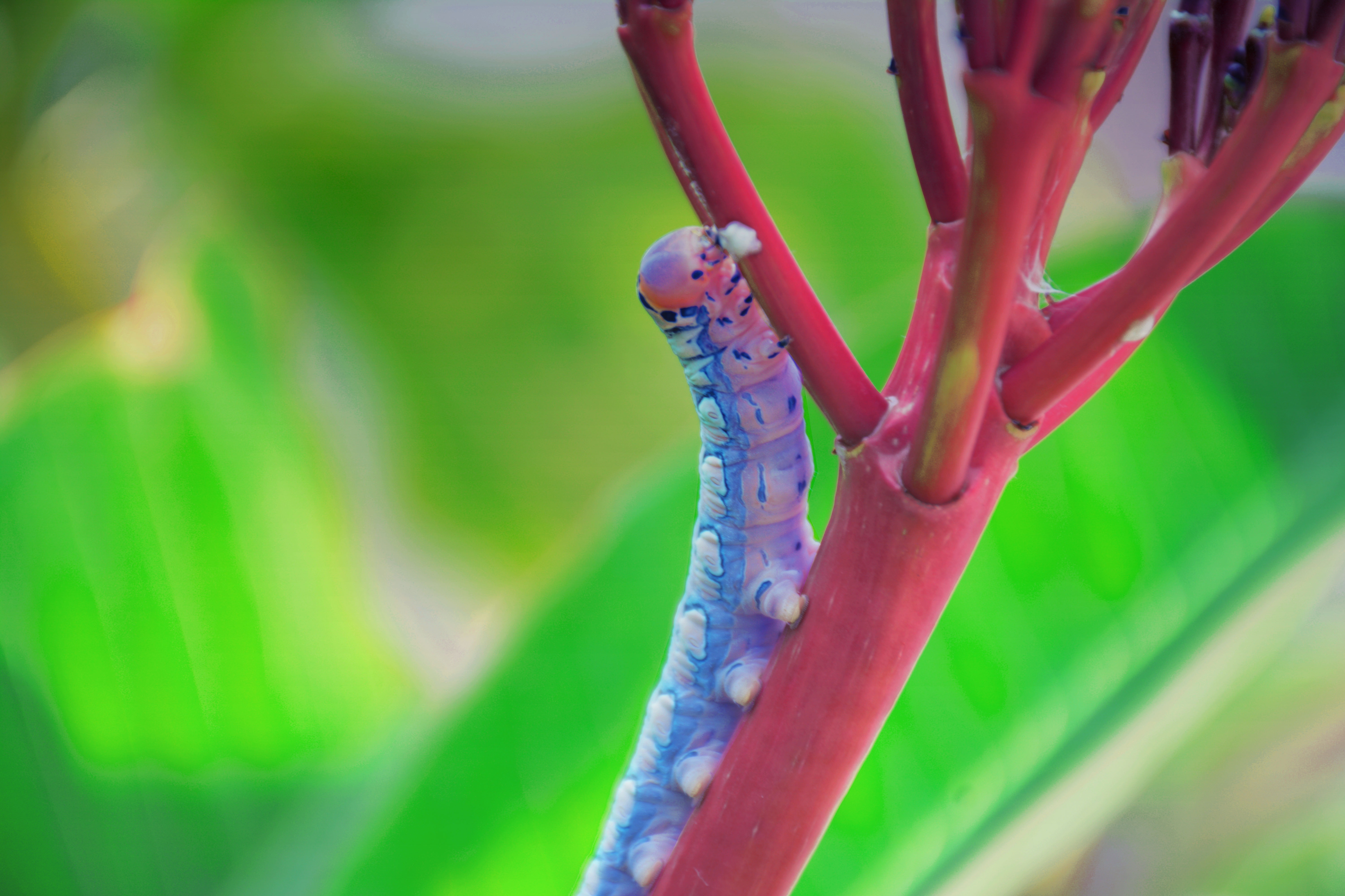 Blue caterpillar on red stem, macro free image download