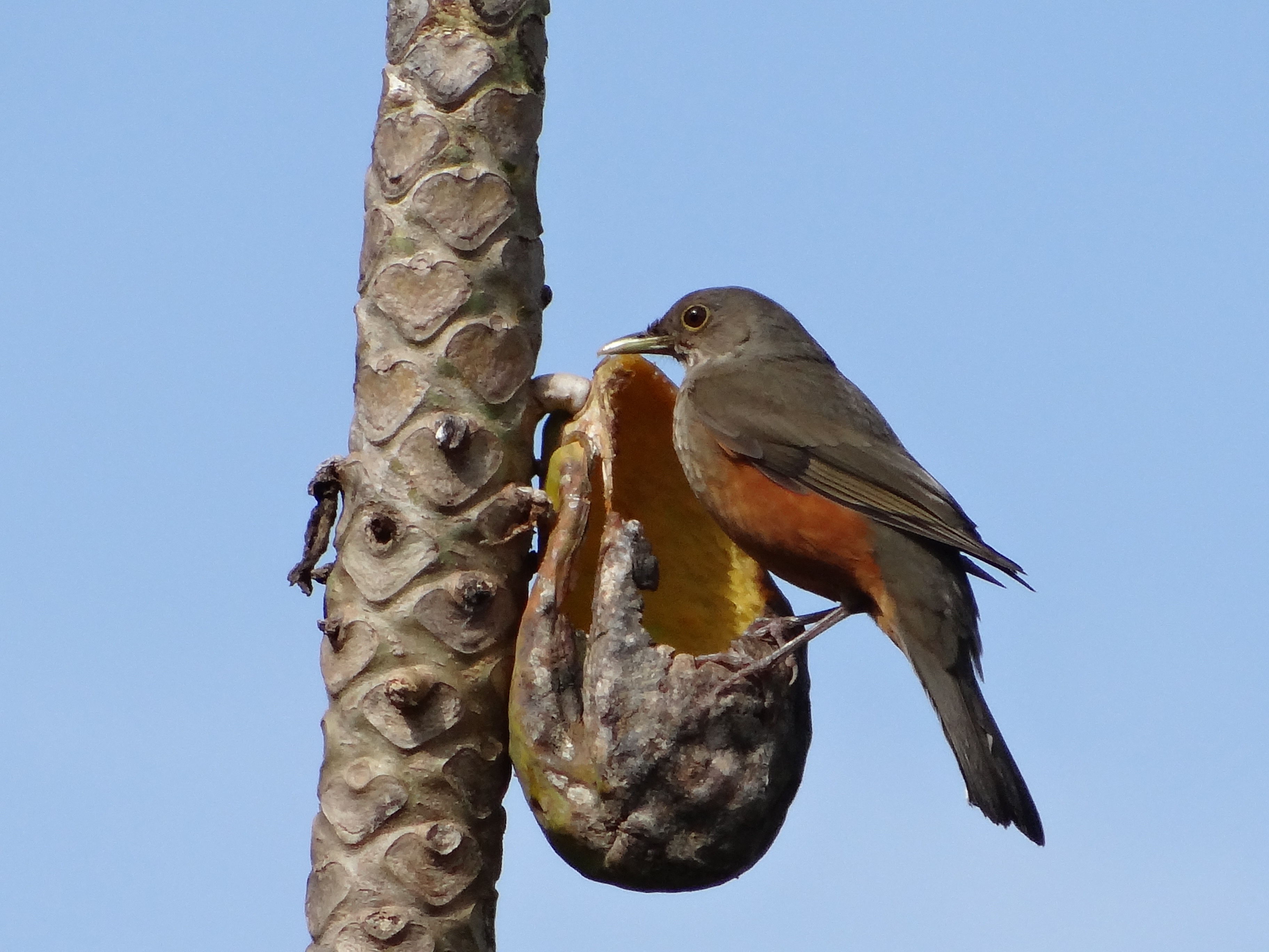 Creamy Orange bird Eating Papaya free image download