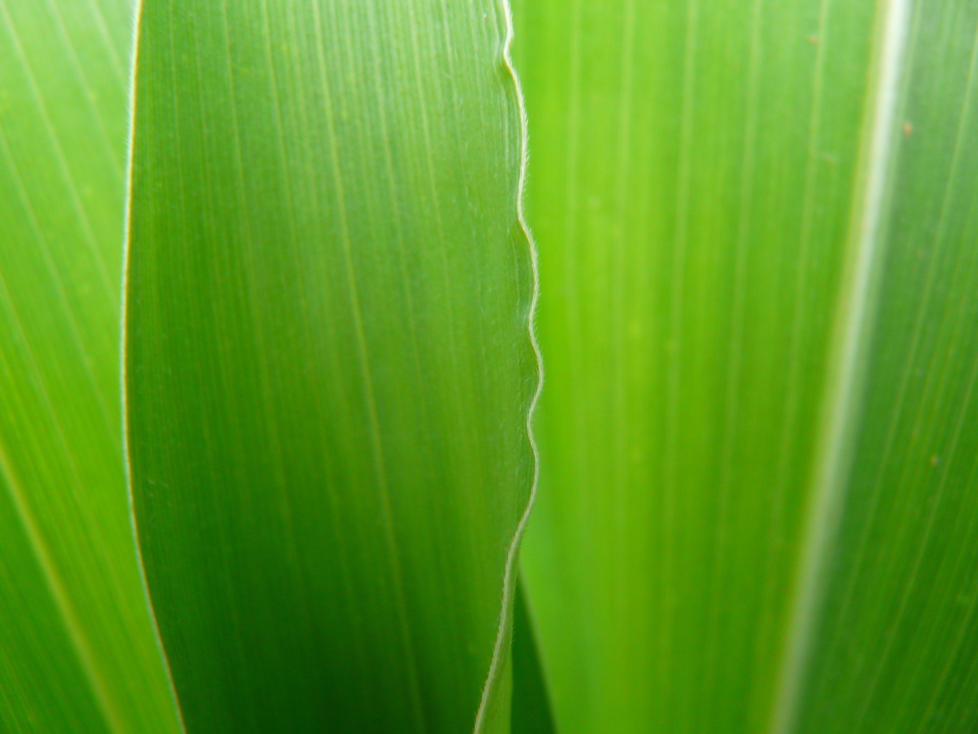 Corn Leaf Green Close Up free image download