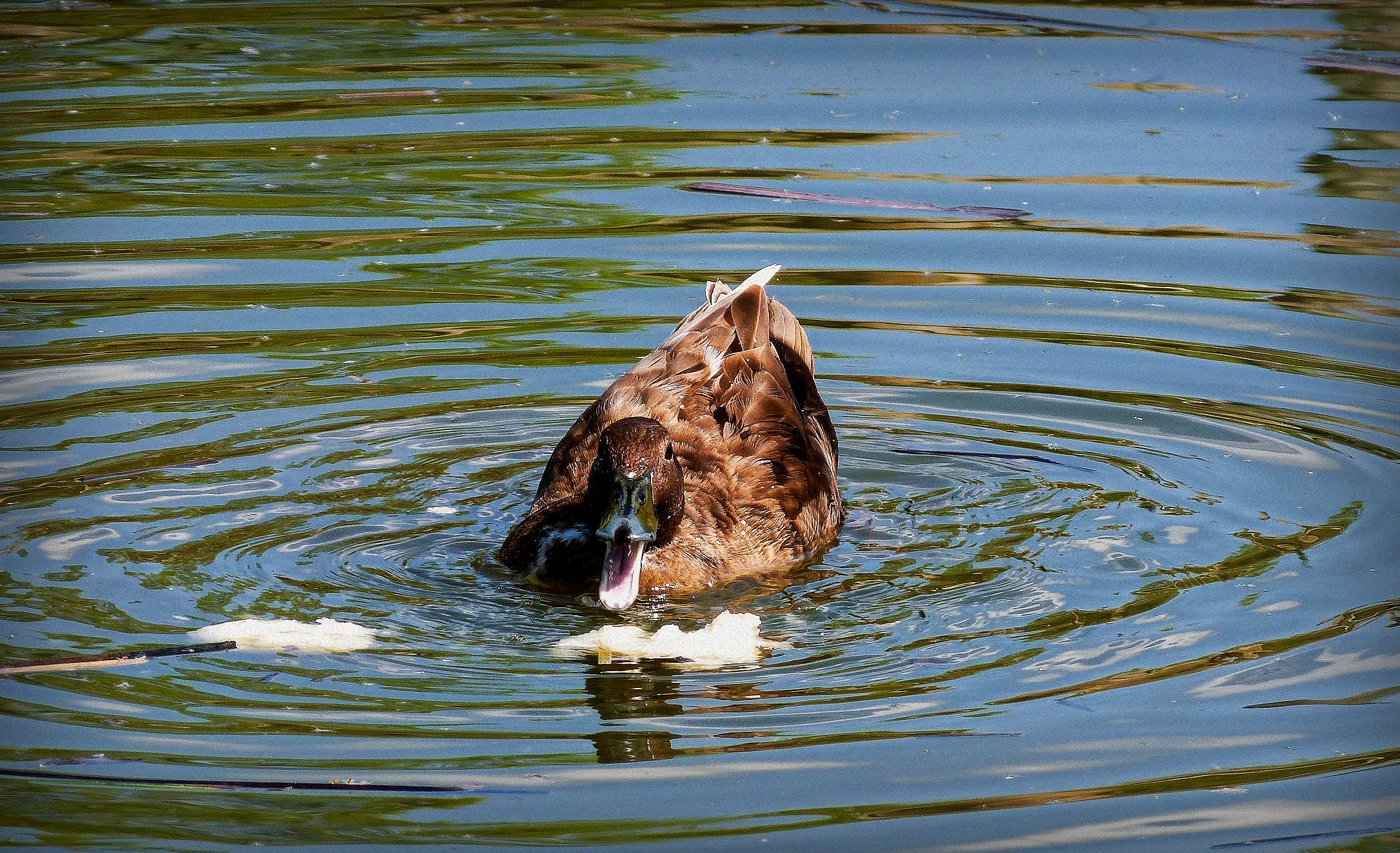 Duck Oca Animal free image download