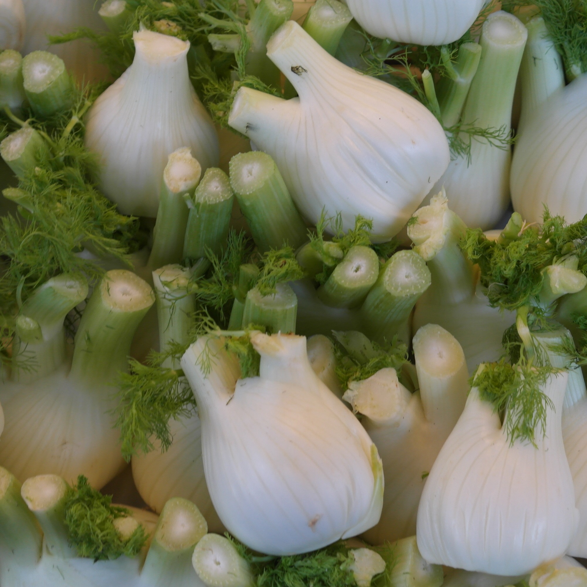 Vegetables Fennel free image download