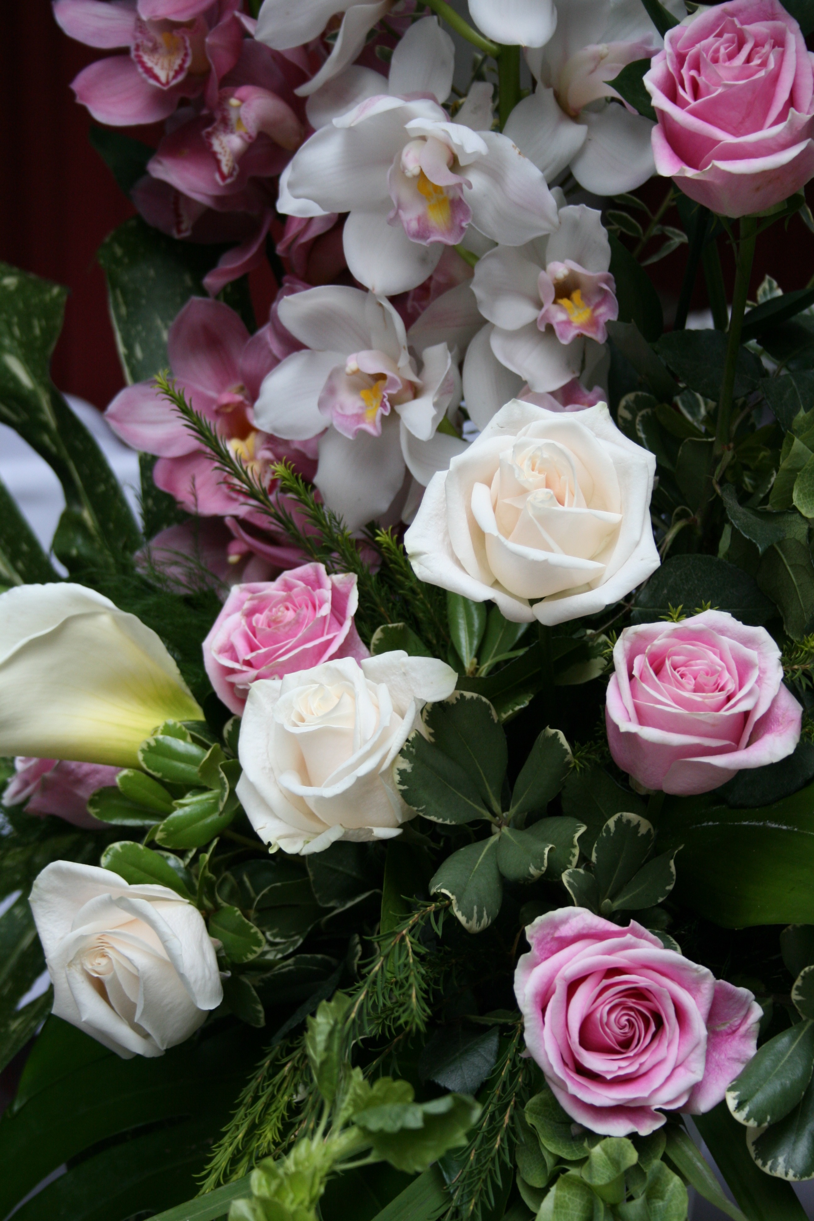 Beautiful Flowers, orchids and Roses free image download