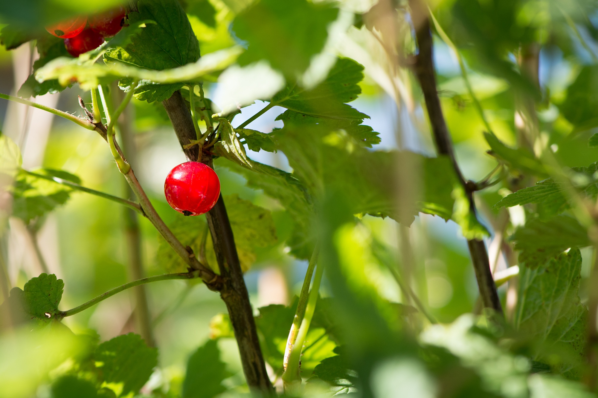 Red Currant bush in Garden at sunlight free image download