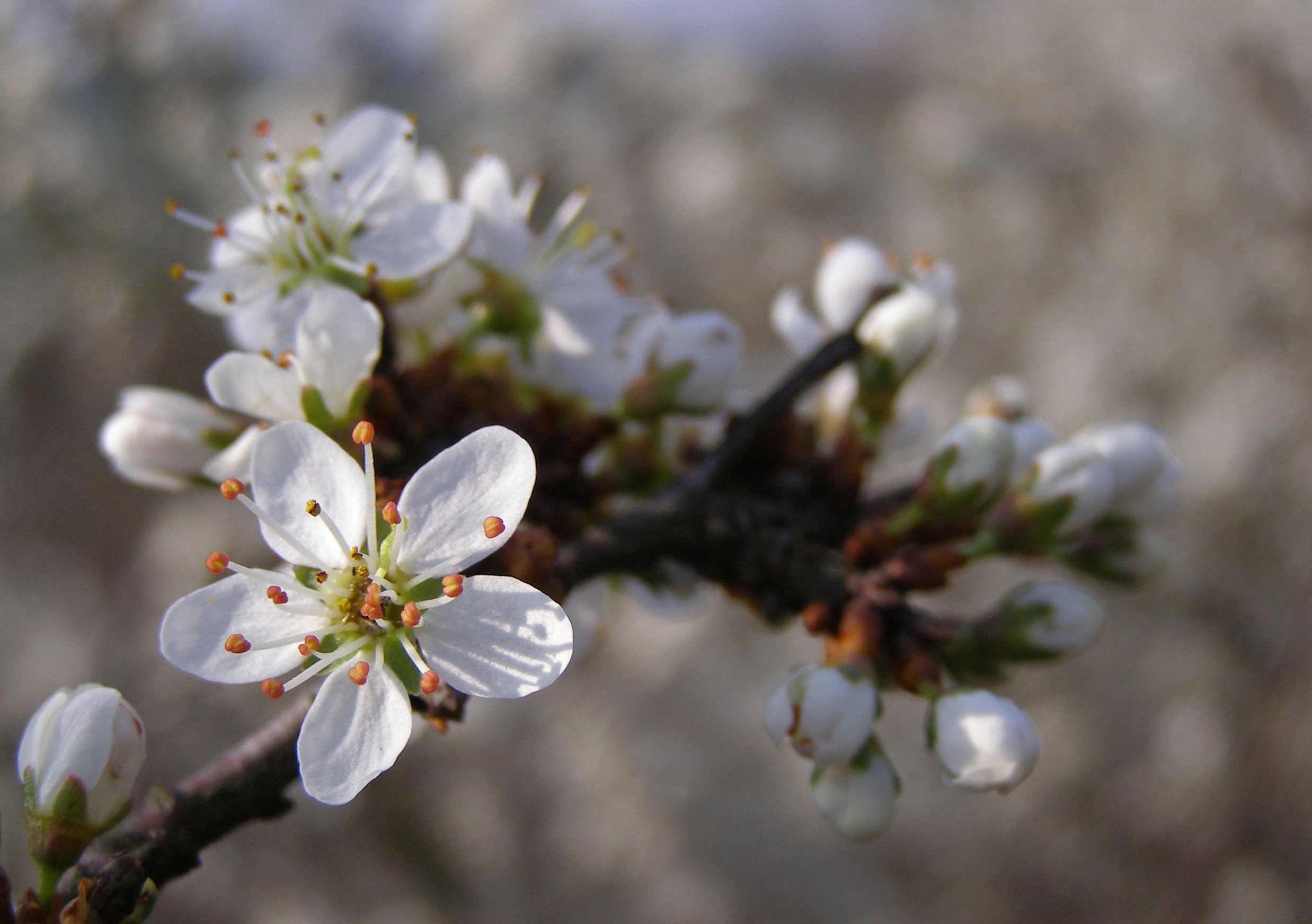 Spring Flowers White free image download