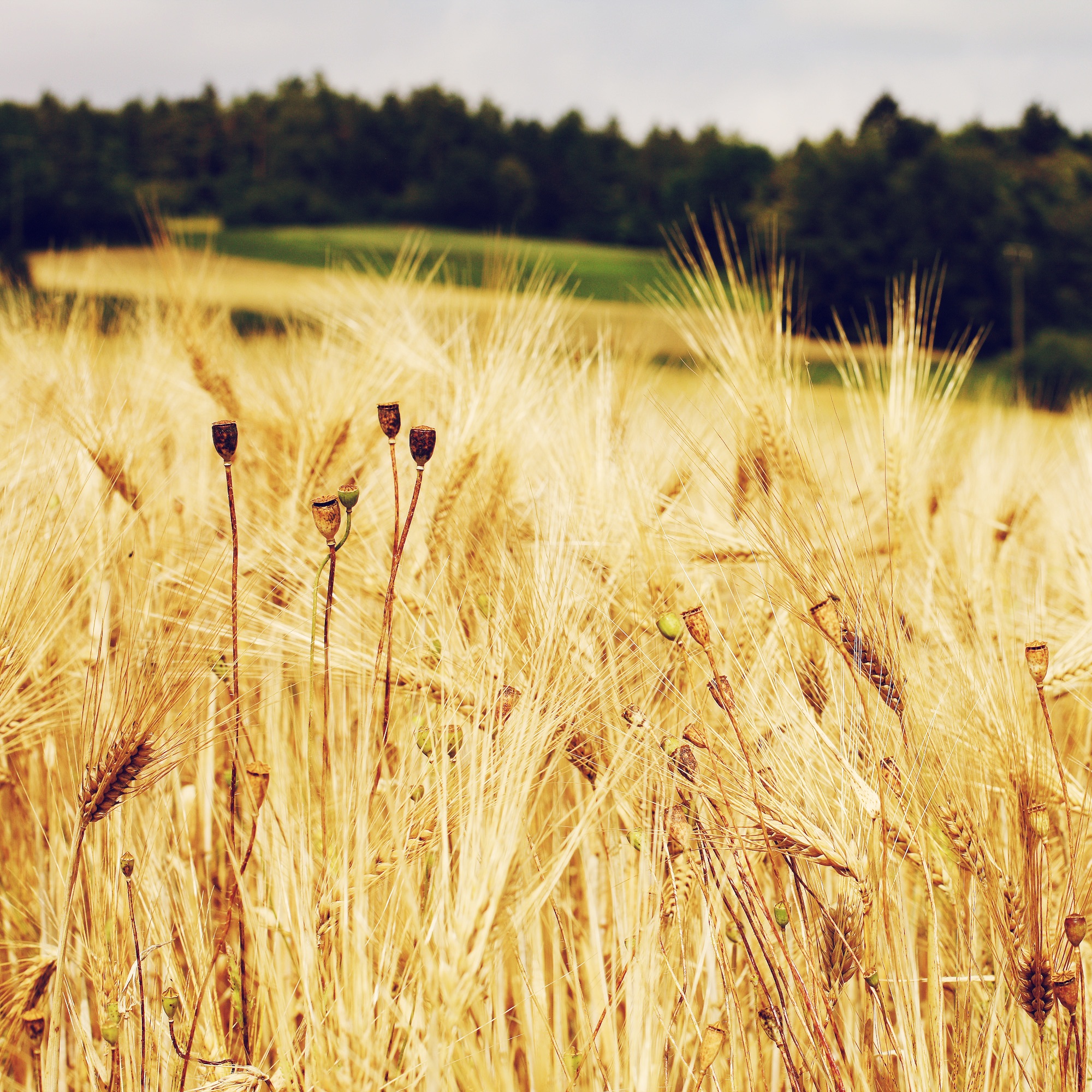 Cornfield Wheat Field scenery free image download