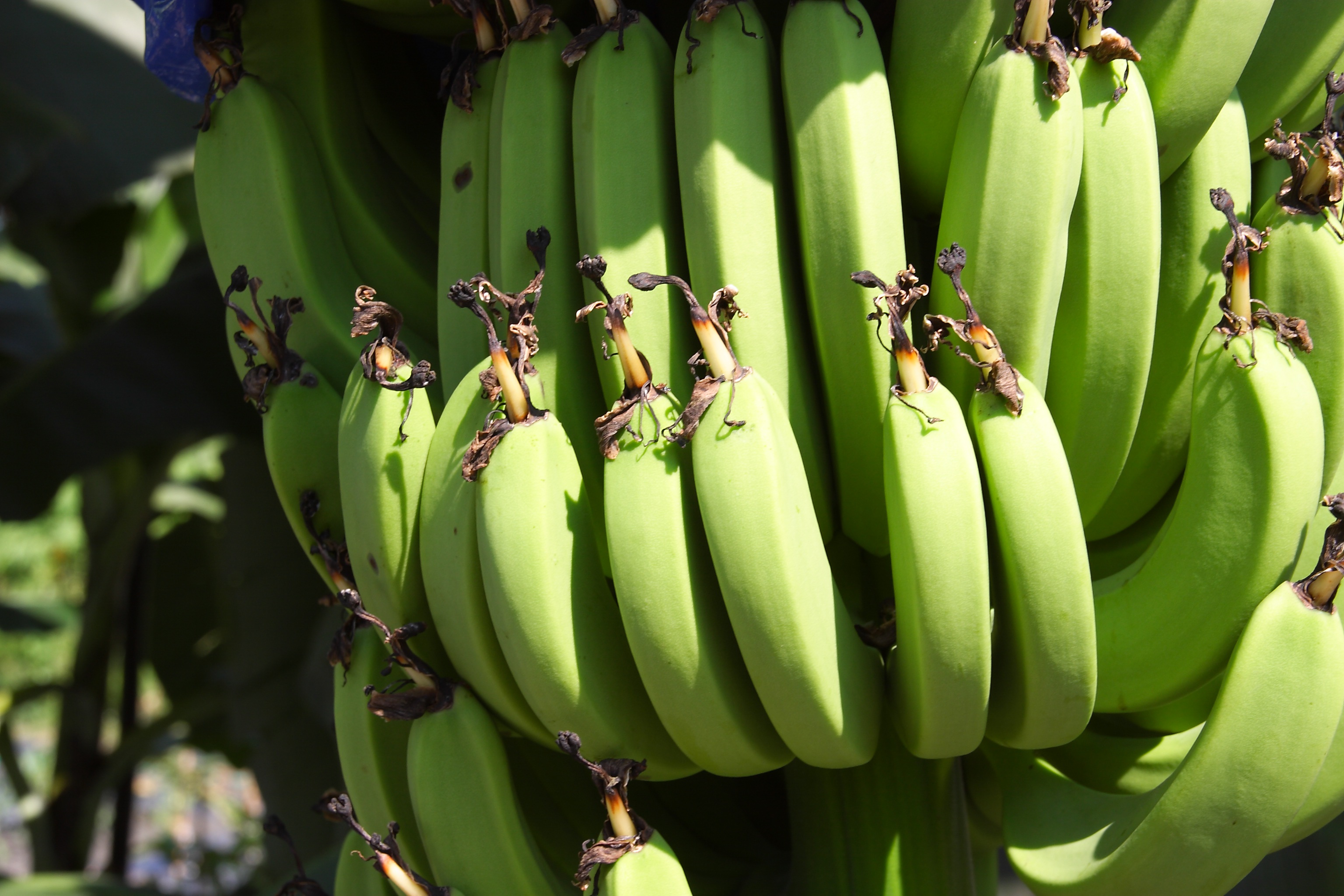 Banana Soil Fruits free image download