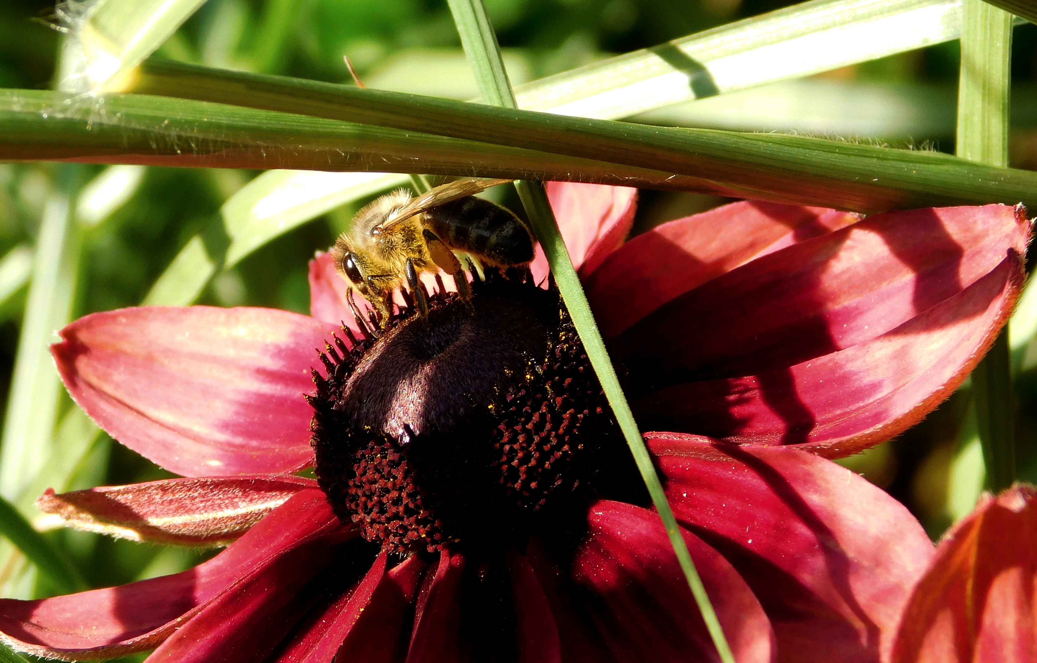 Bee Collect Nectar Close Up free image download