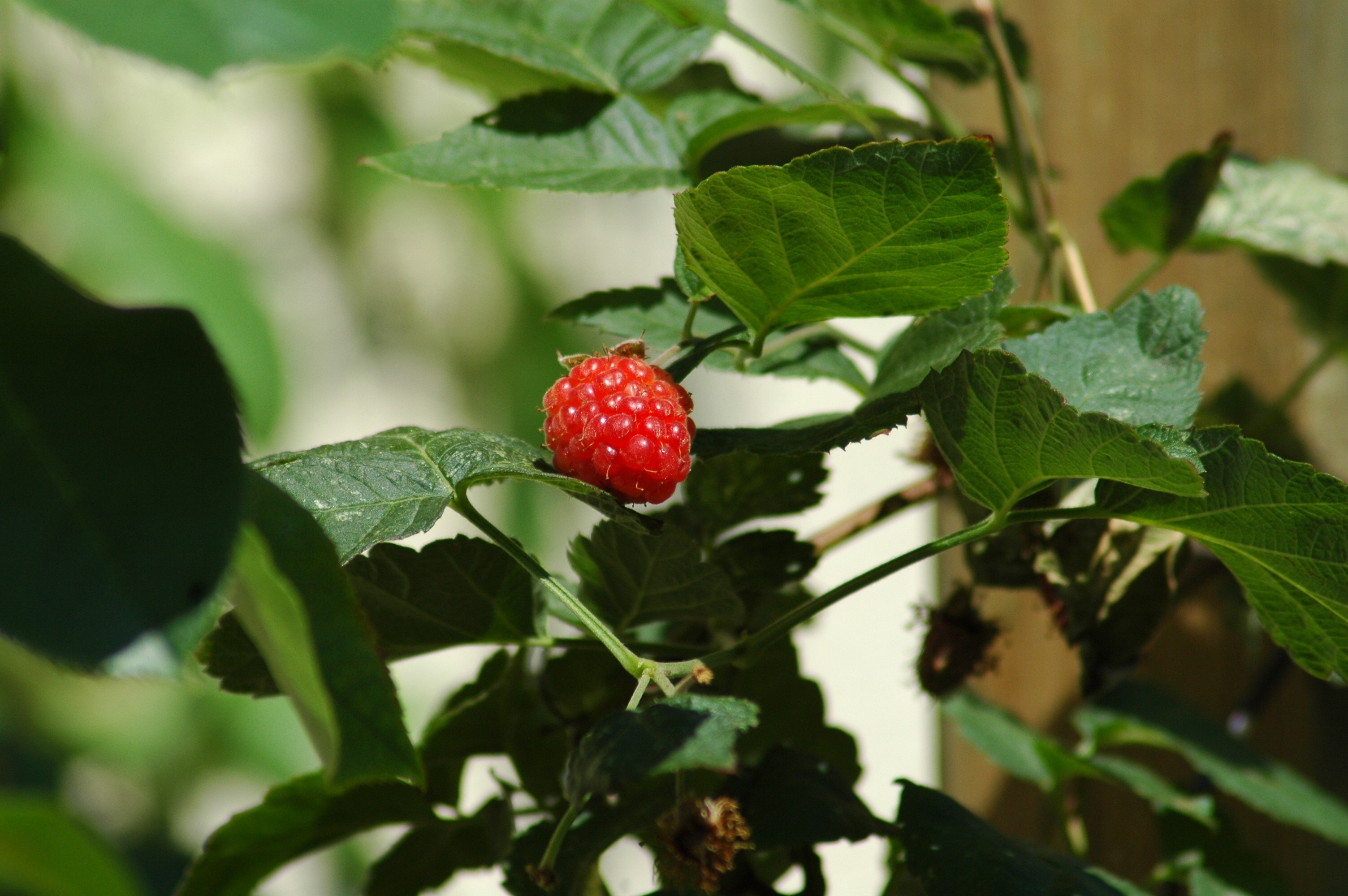 Fruit Food Leaf free image download