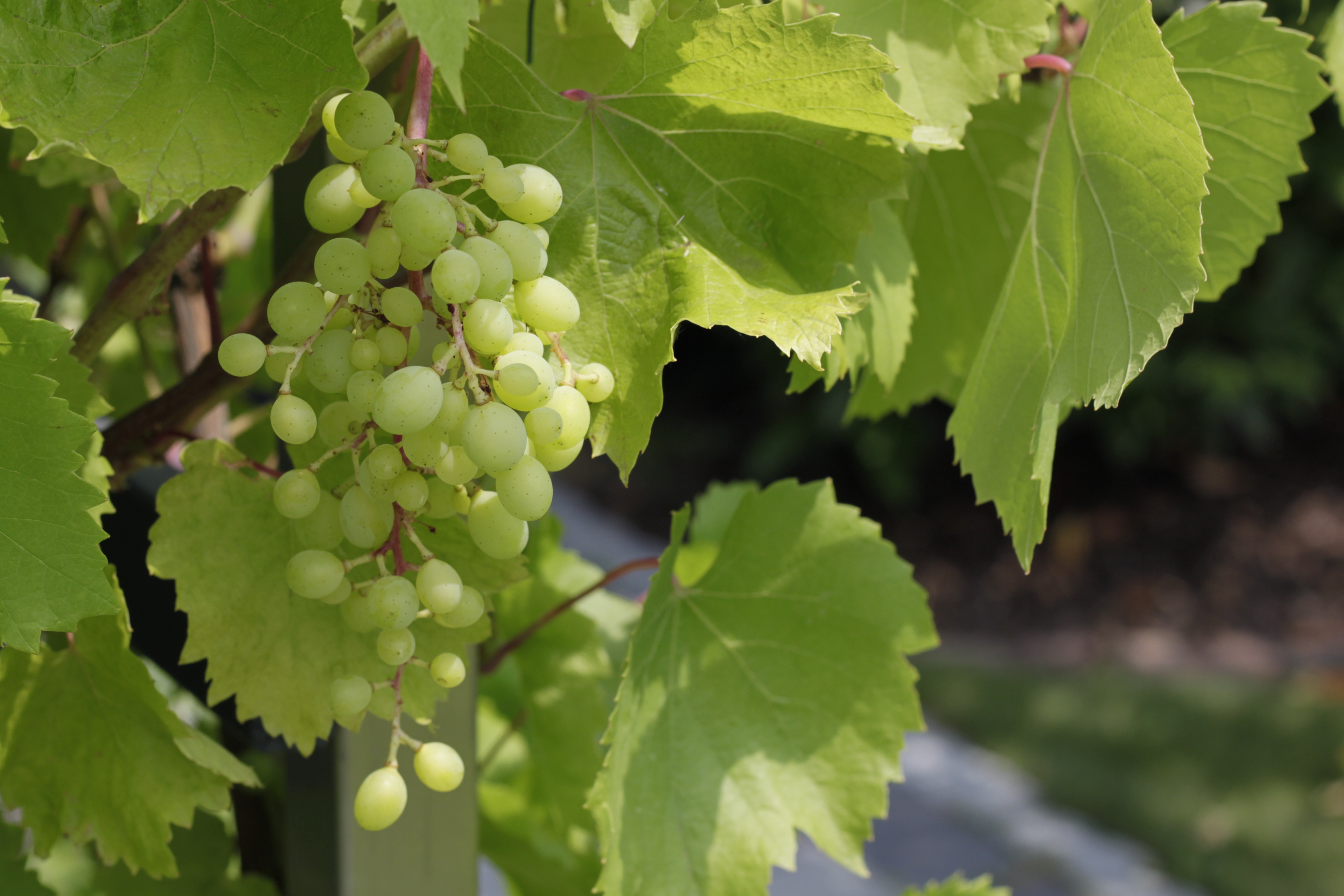 Grapes Green Plant free image download