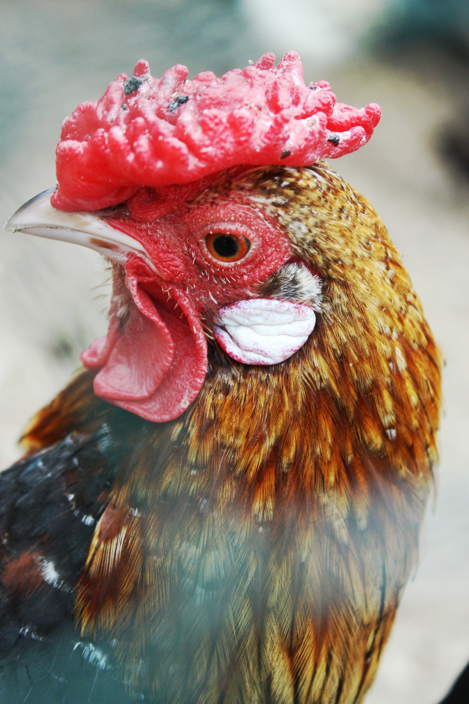 Domestic Hen The free image download