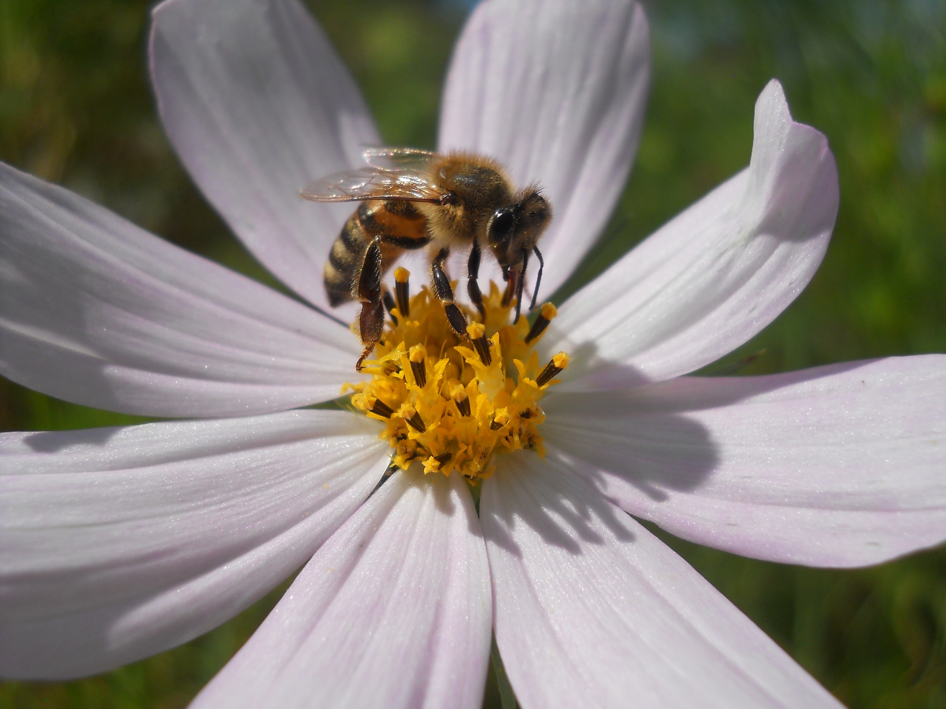 Nature Insect Summer free image download