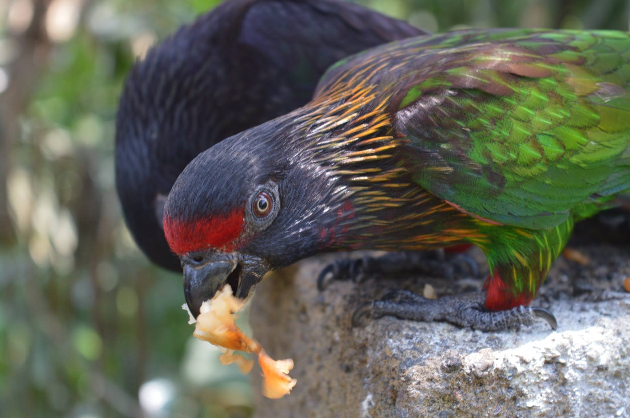 Bird Eating Nature free image download