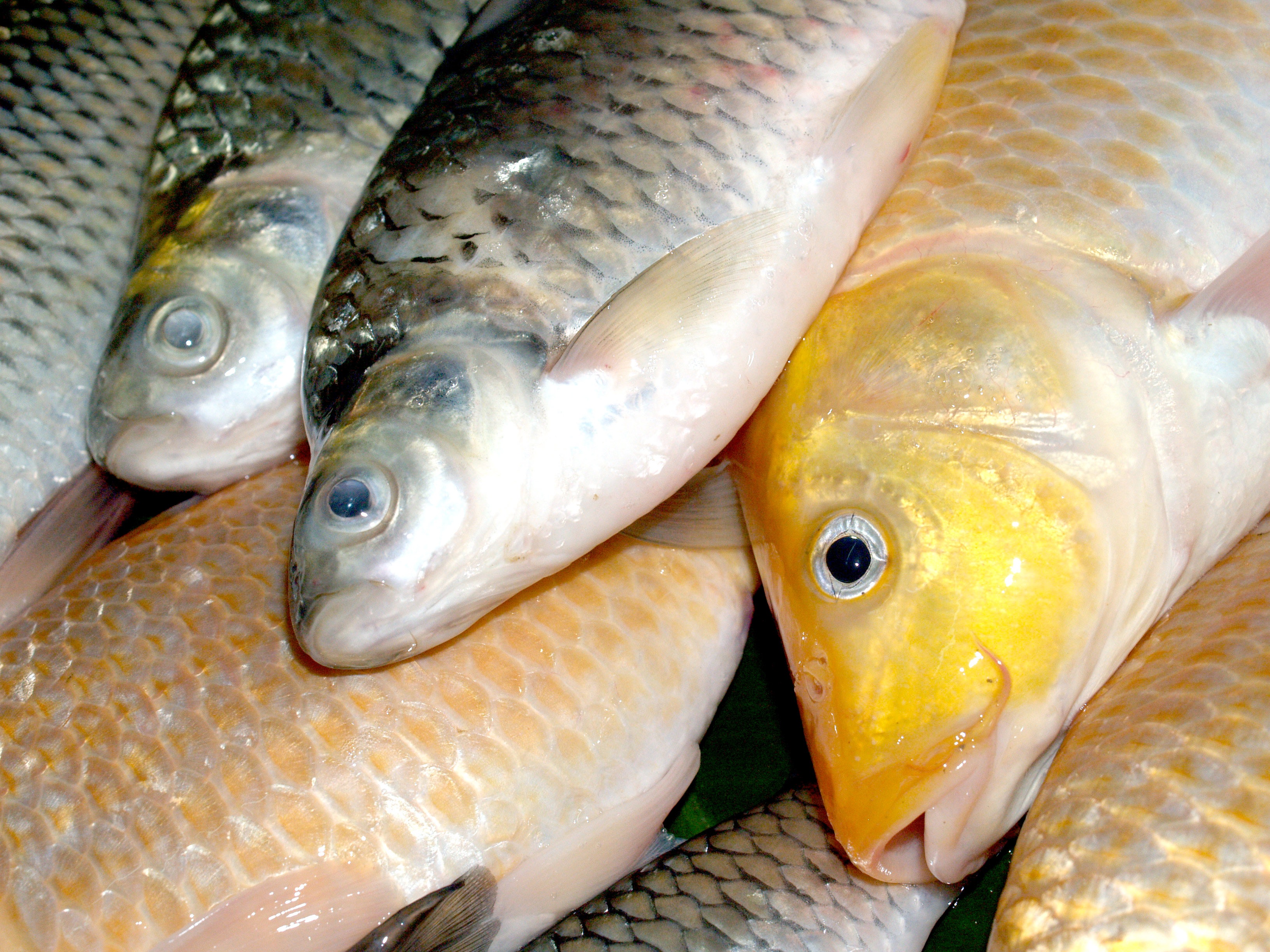 Fish Carp Meal free image download