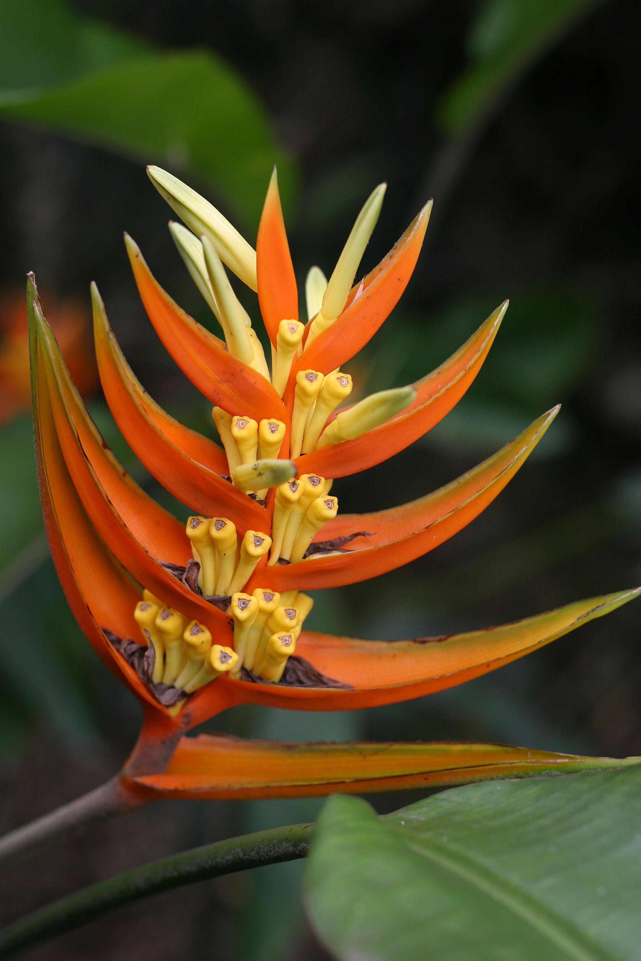 Flower Brazil Floral free image download