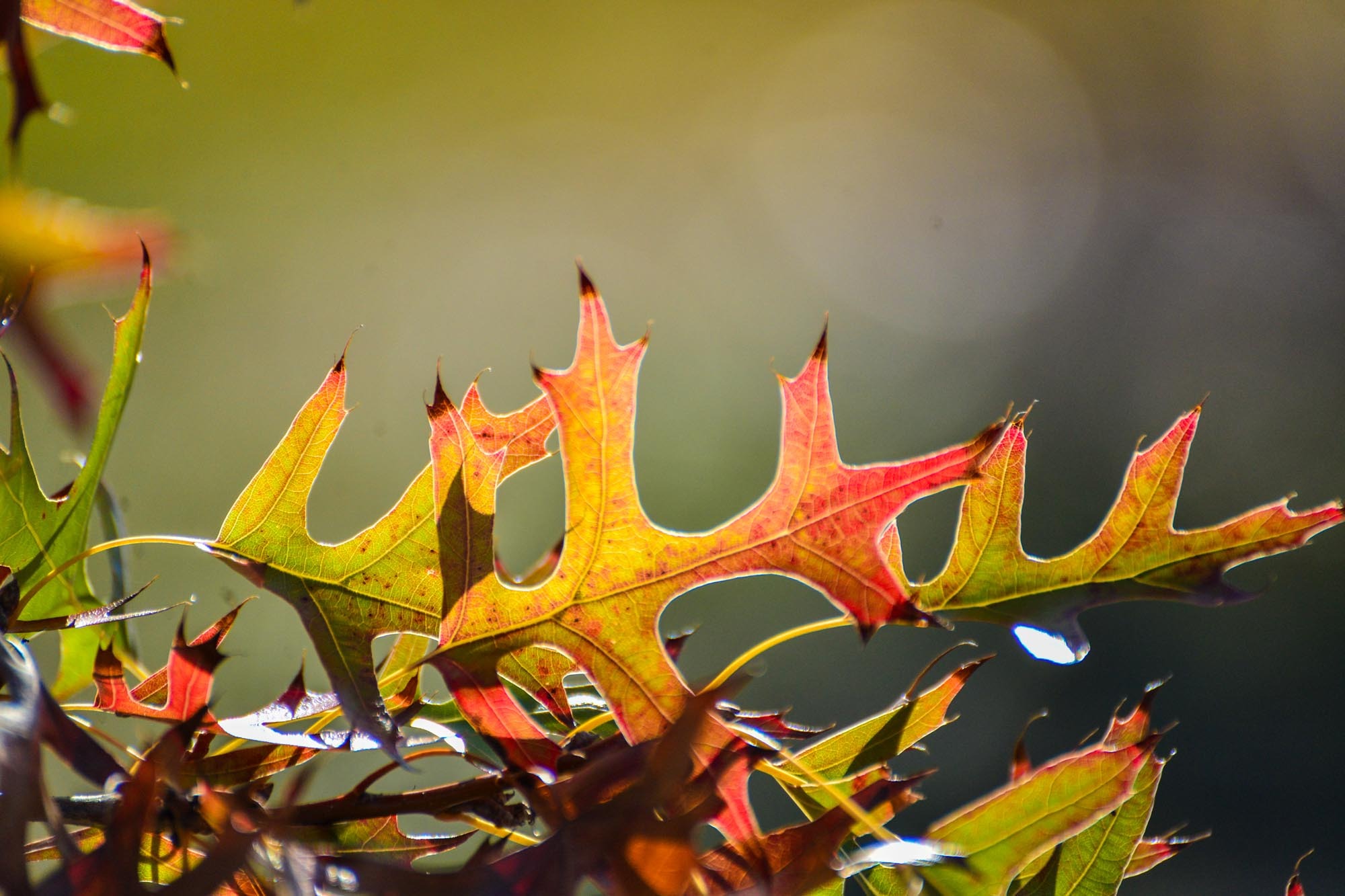 Oak Leaves Autumn free image download