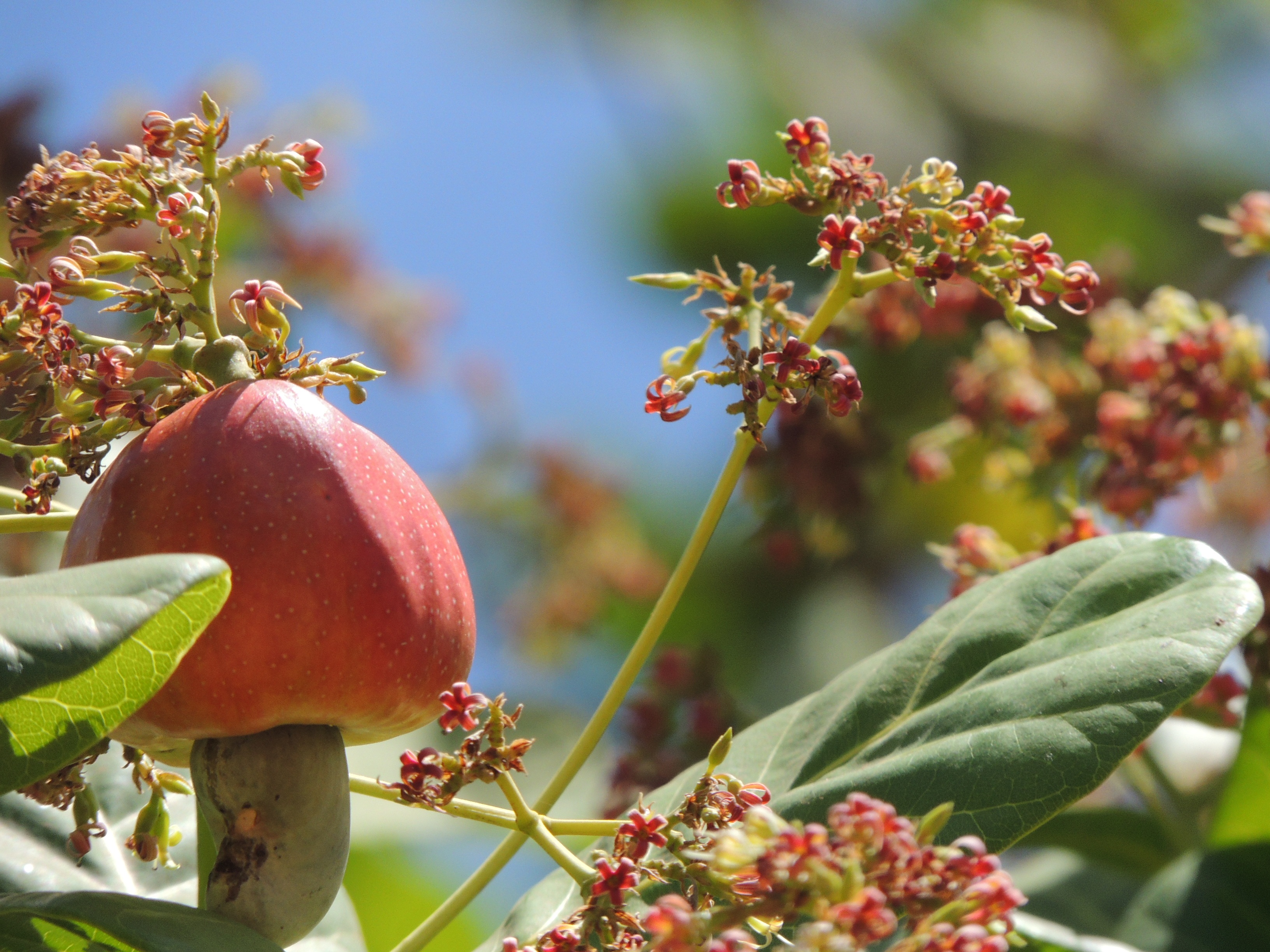 Cashew Fruit Blooming free image download