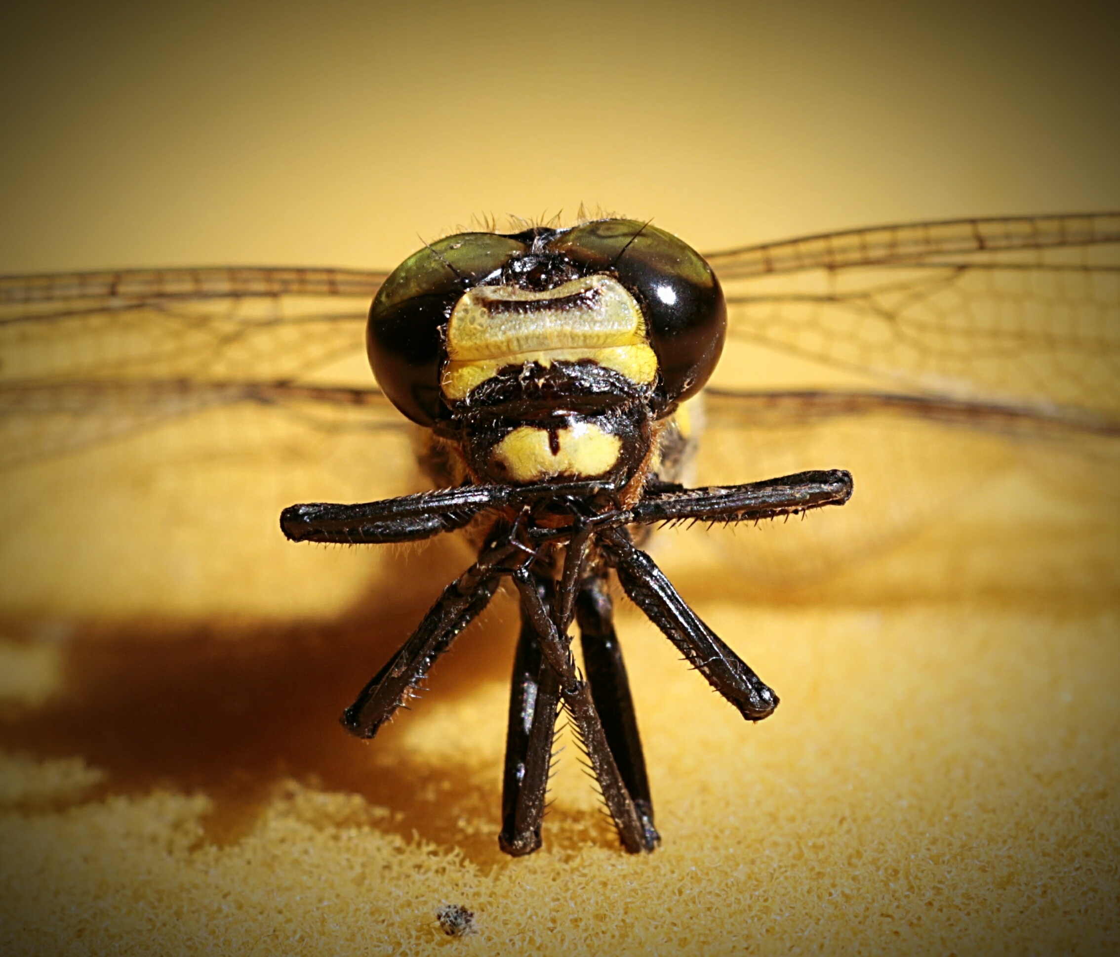 Drinking Coffee Dragonfly free image download