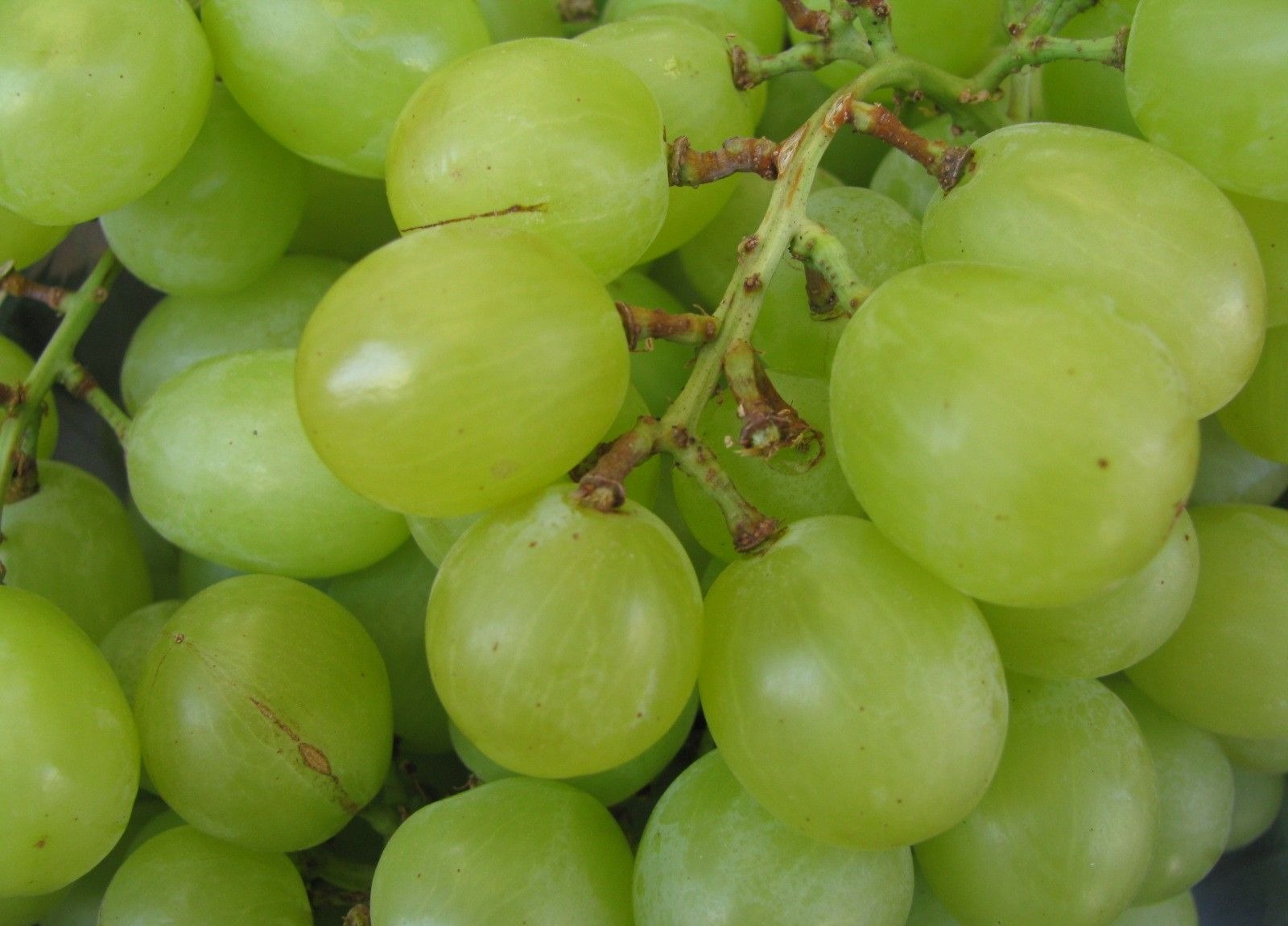 Grape Green Fruit free image download