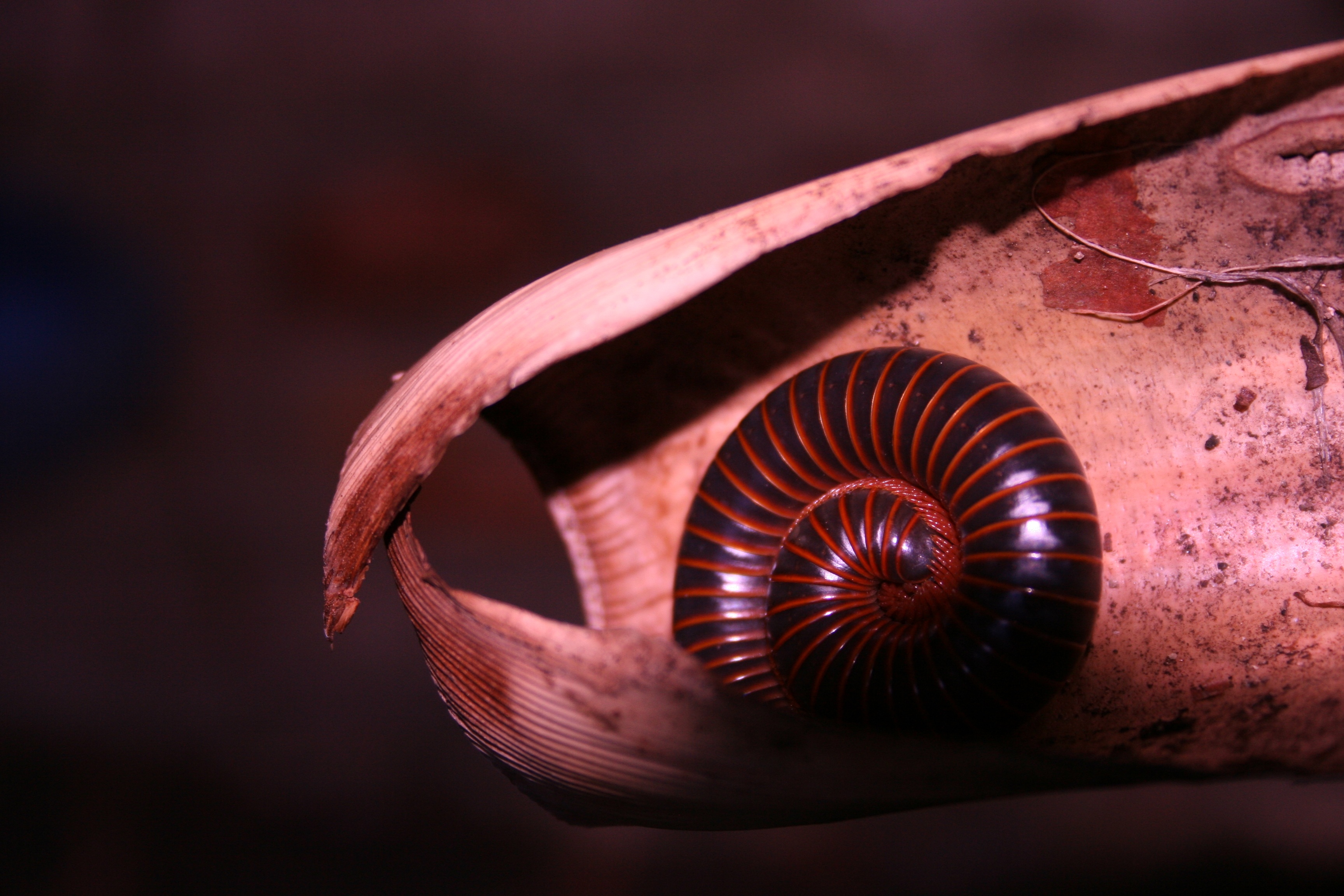 Invertebrate One Nature free image download