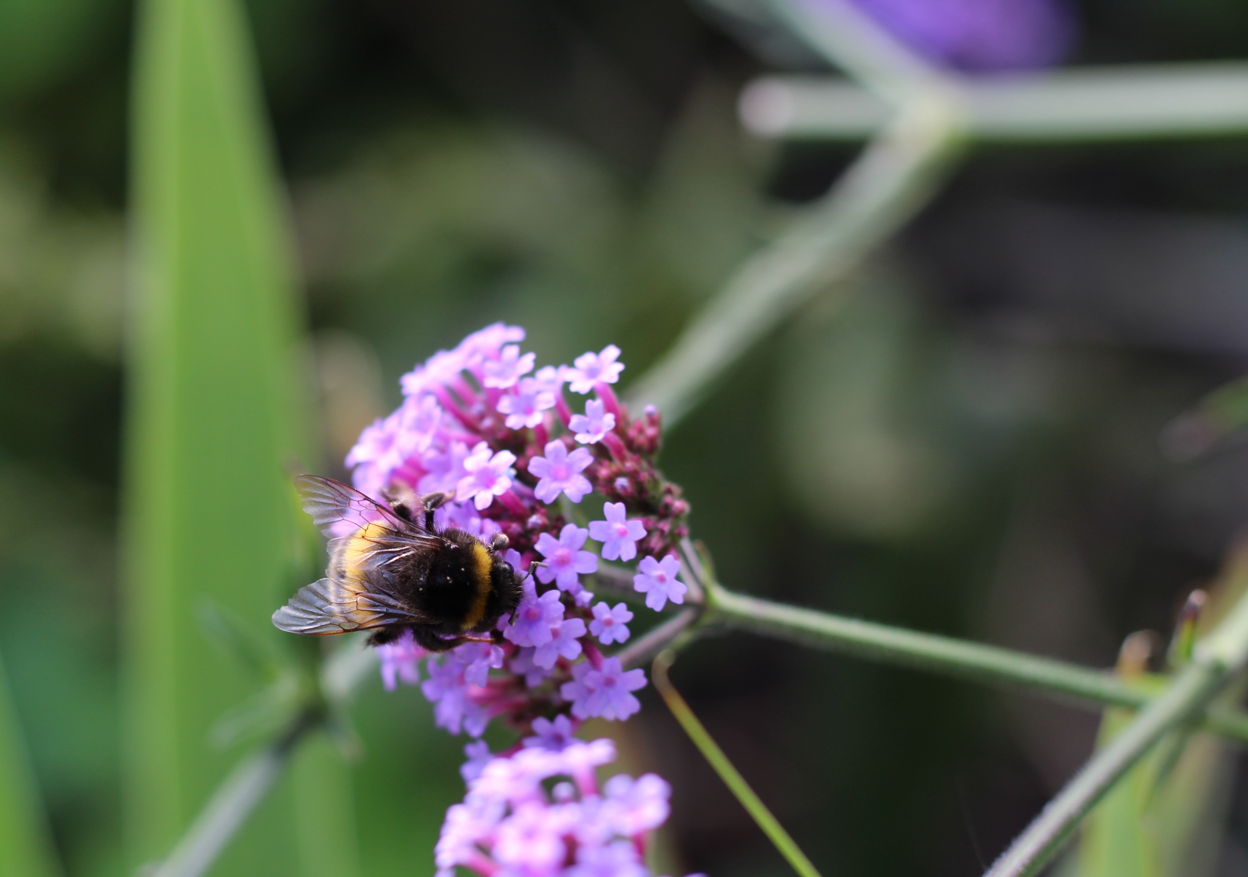 Fluffy bumblebee on flower free image download