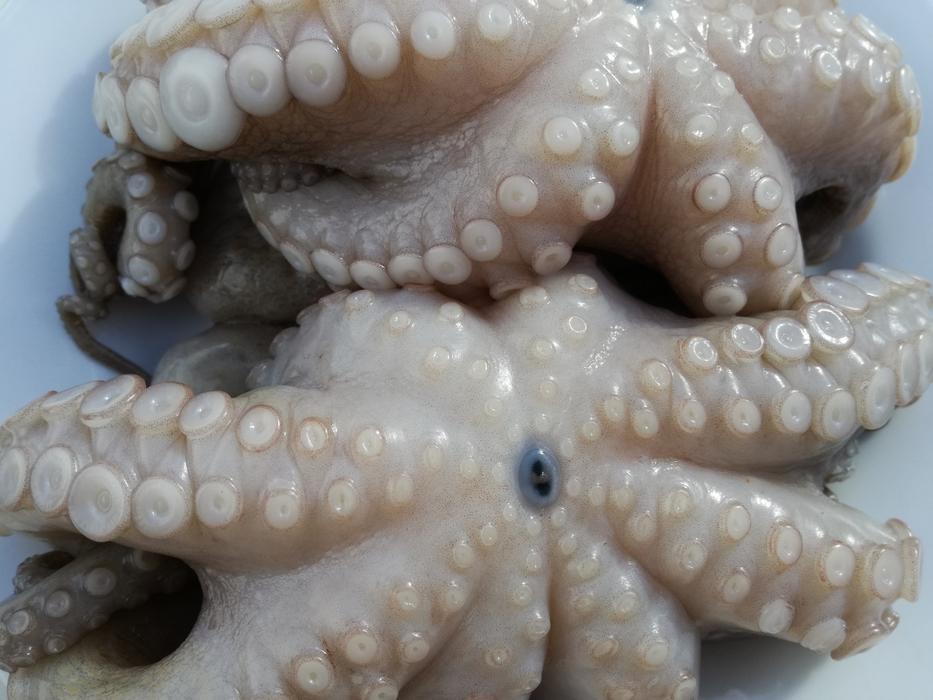 Octopus Polpo Italian Good free image download