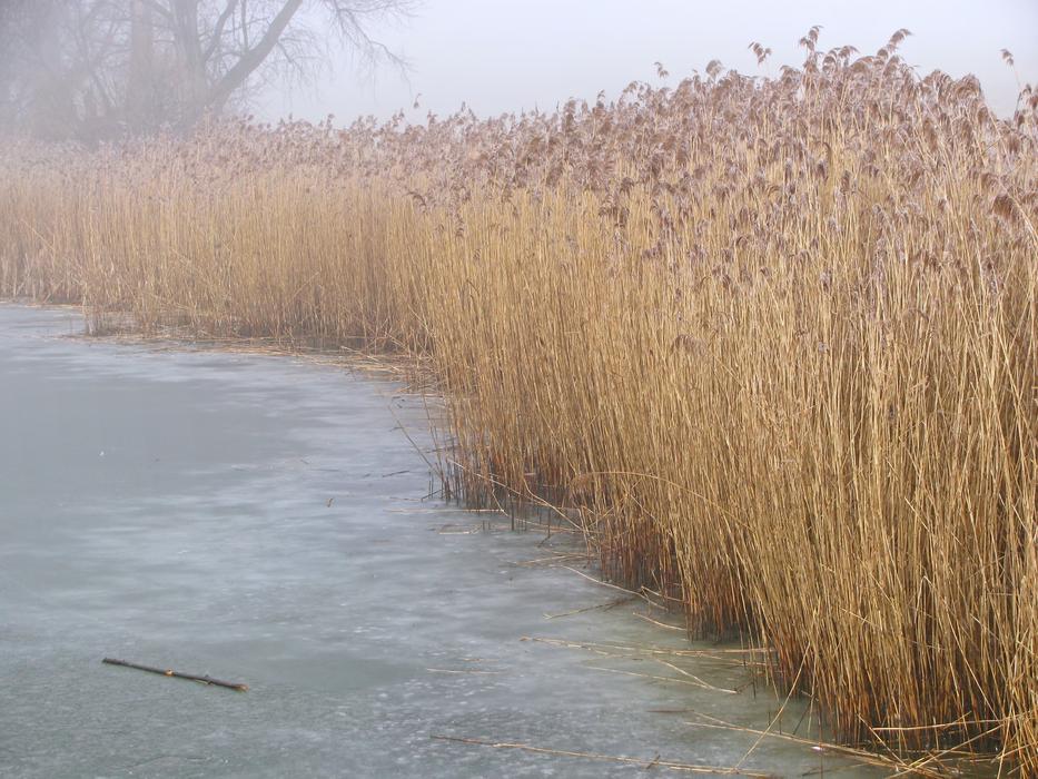 Reed Pond Winter free image download