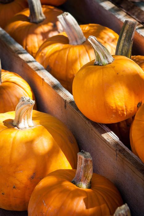 Halloween Pumpkins Autumn free image download