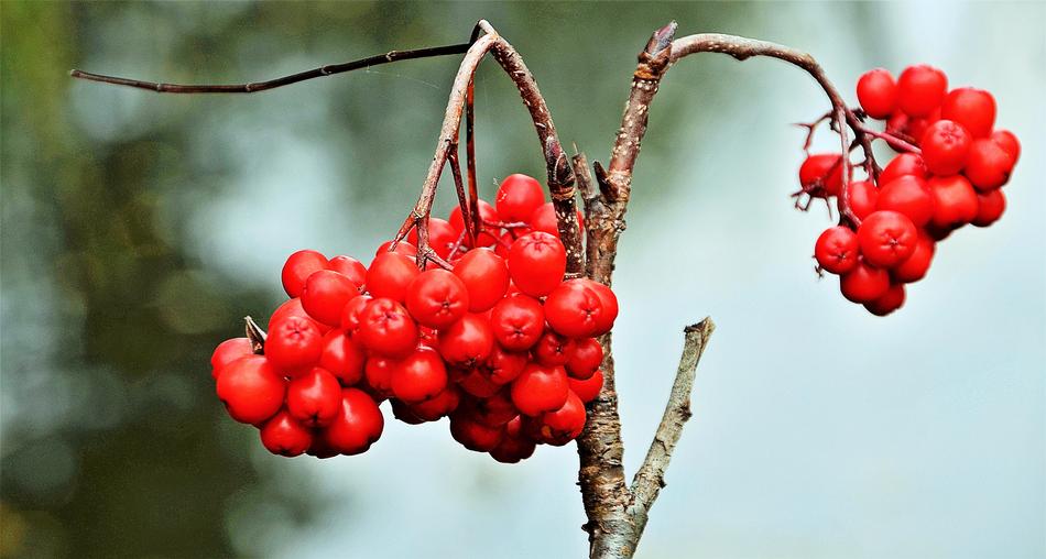 Red Berries Berry free image download