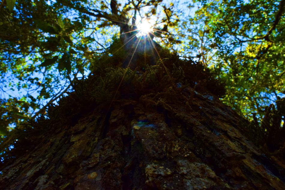Sun Tree Shadow free image download