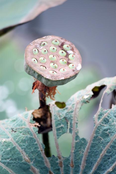 Lotus Seeds Pods free image download