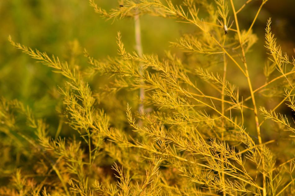 Asparagus Plant Autumn Close Up free image download