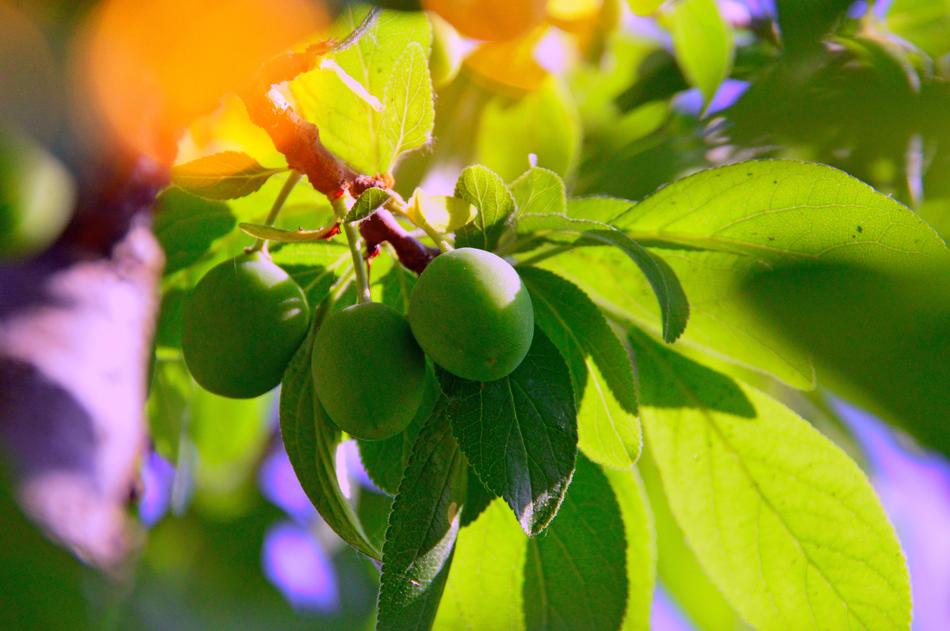 Plum Tree Green free image download