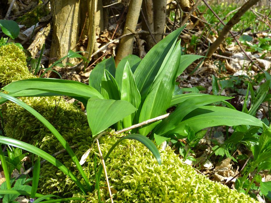 Bear garlic and moss in the forest free image download