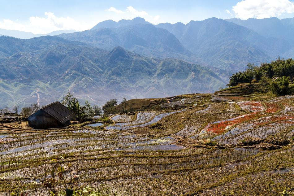 Vietnam Sapa Rice free image download