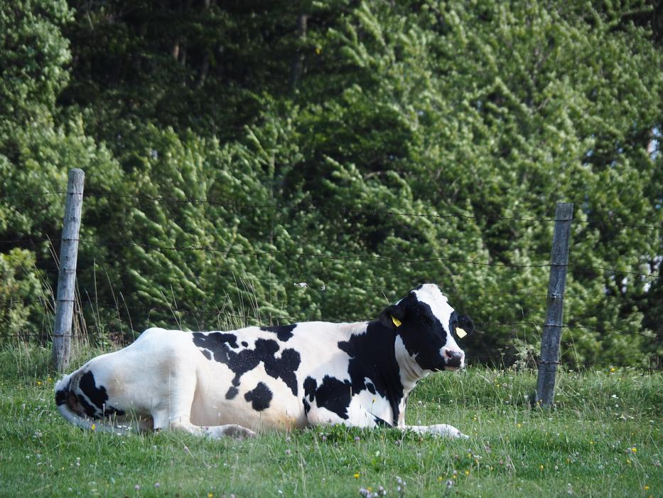 Cow Calf Pasture free image download